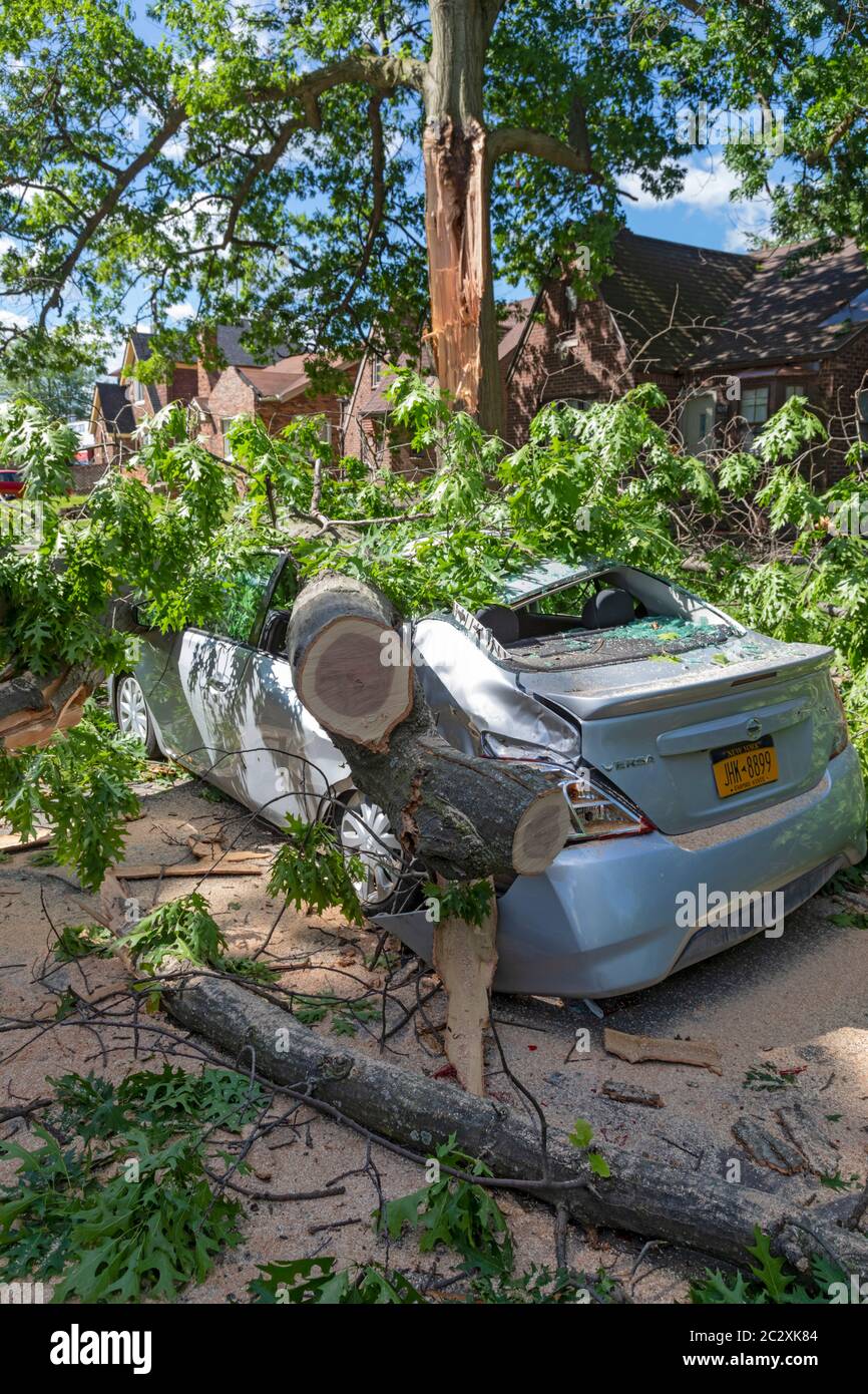 Tree Falls On Car Roof