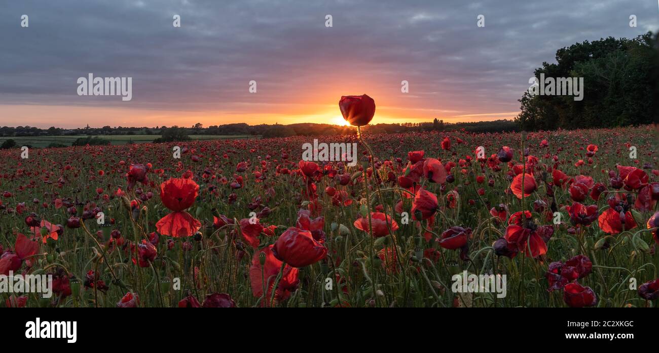 Red poppy field sunset hi-res stock photography and images - Alamy