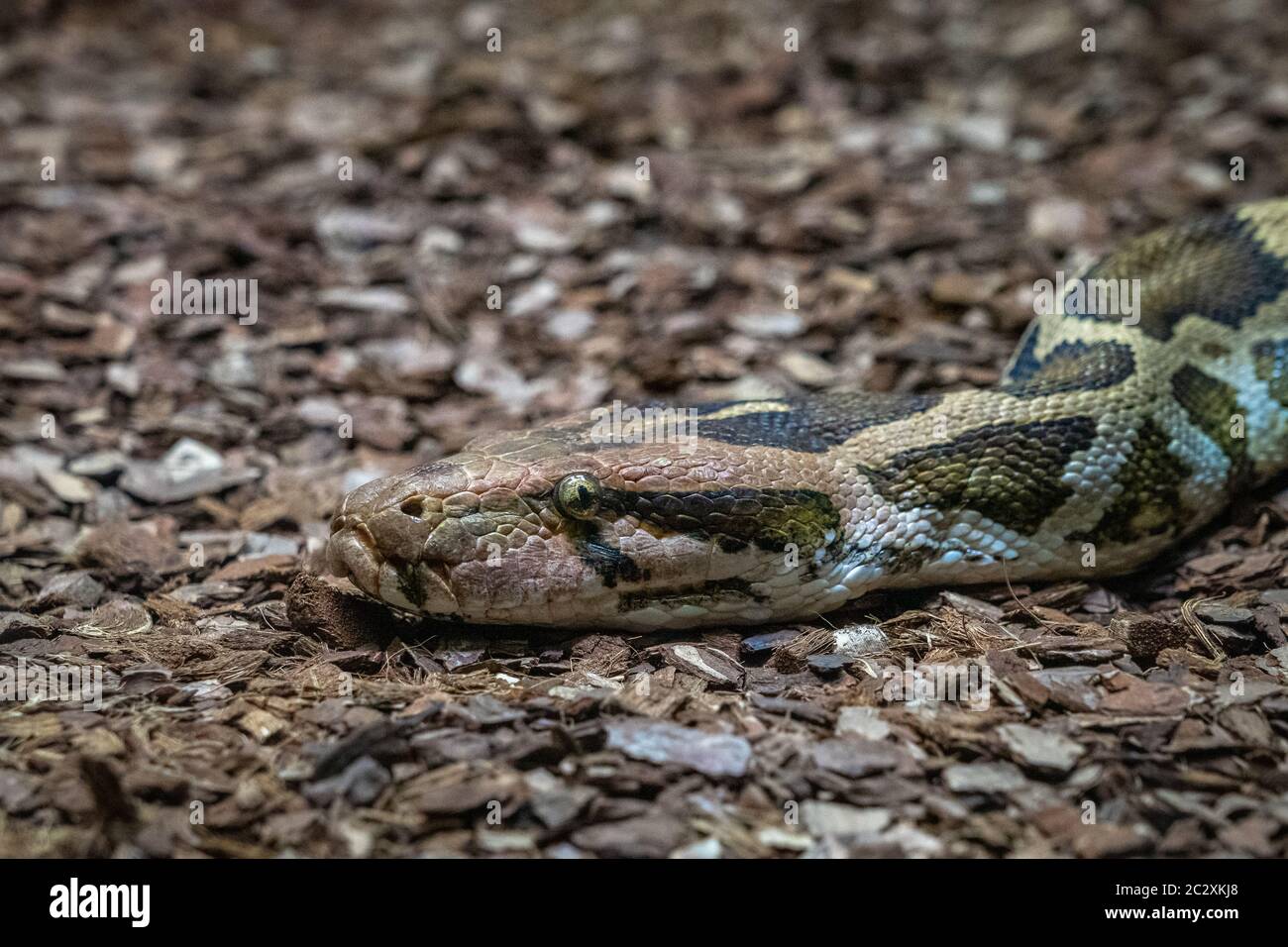 Indian rock python (Python molurus molurus) in zoo Barcelona Stock ...
