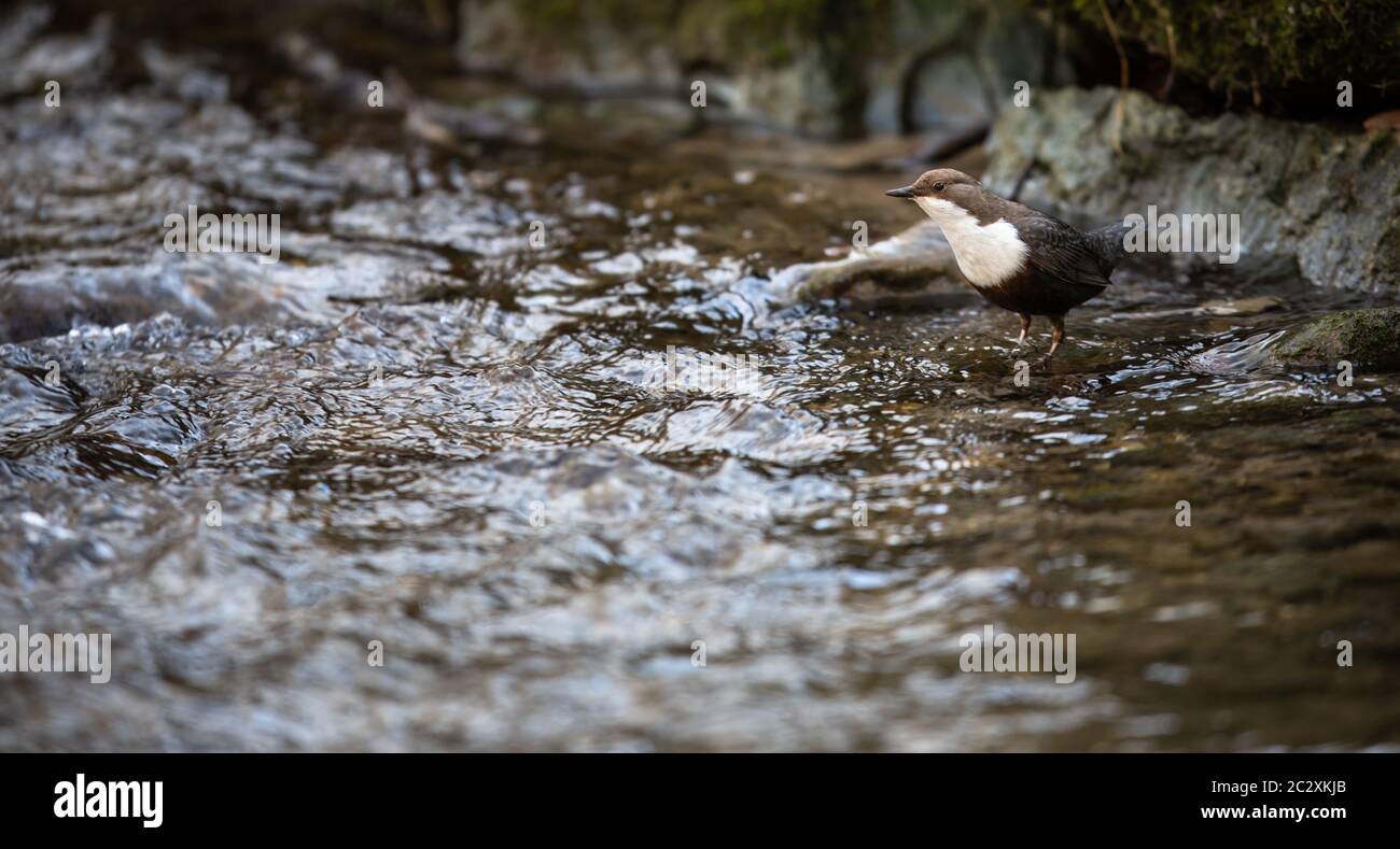 The standing sitting dive hi-res stock photography and images - Alamy
