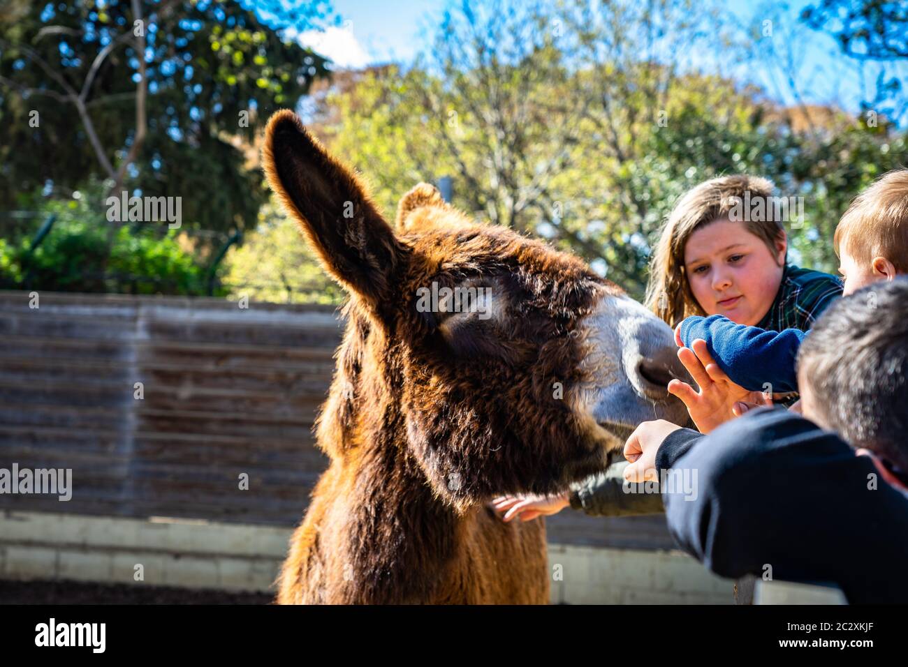 Catalan donkey (Equus africanus asinus) in zoo Barcelona Stock Photo ...