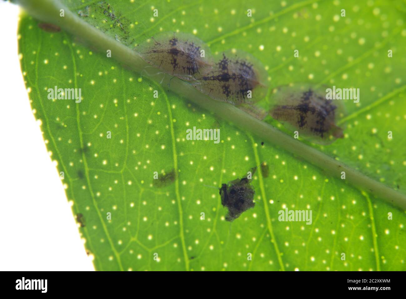 Scale insect pest hi-res stock photography and images - Alamy