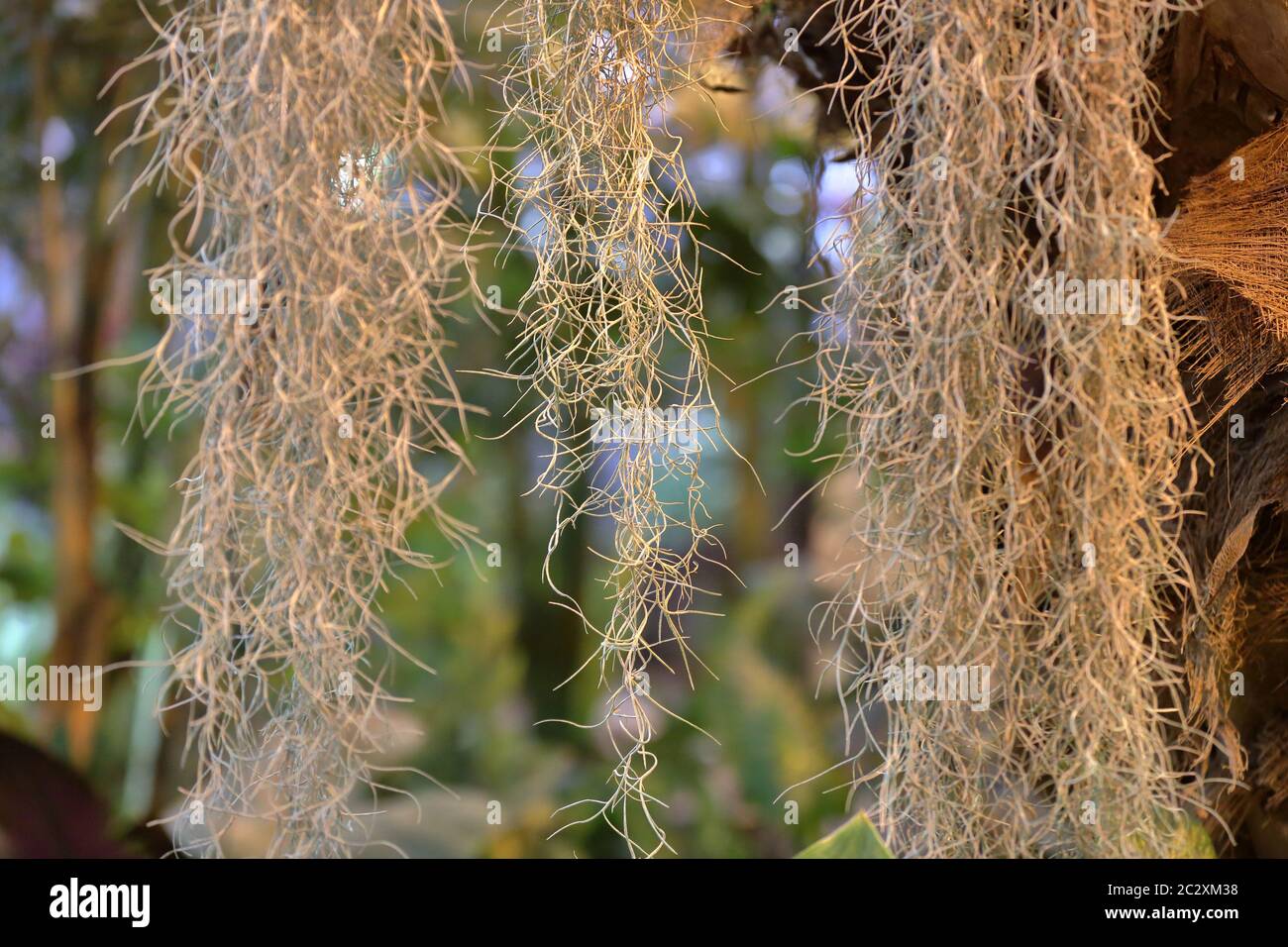 Rootless plant hi-res stock photography and images - Alamy
