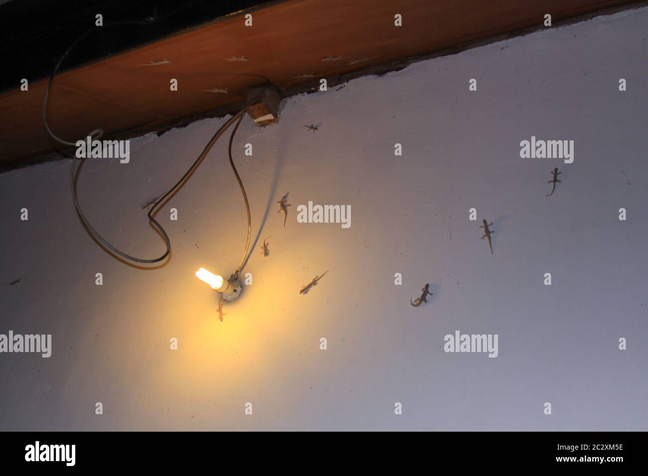 Lizards ceiling hi-res stock photography and images - Alamy