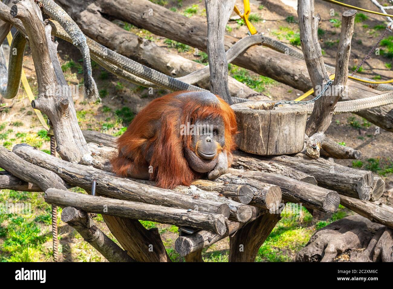 Bornean Orangutan (Pongo pygmaeus) in Barcelona Zoo Stock Photo - Alamy