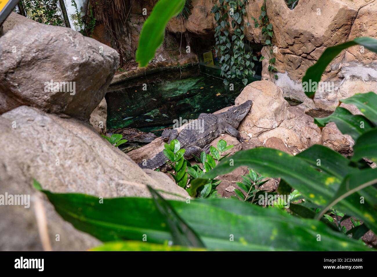 Broad snouted caiman (Caiman latirostris) in zoo Barcelona Stock Photo ...