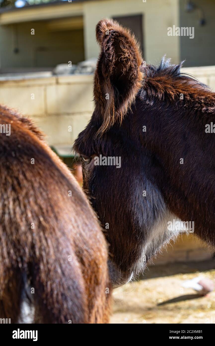 Catalan donkey (Equus africanus asinus) in zoo Barcelona Stock Photo ...