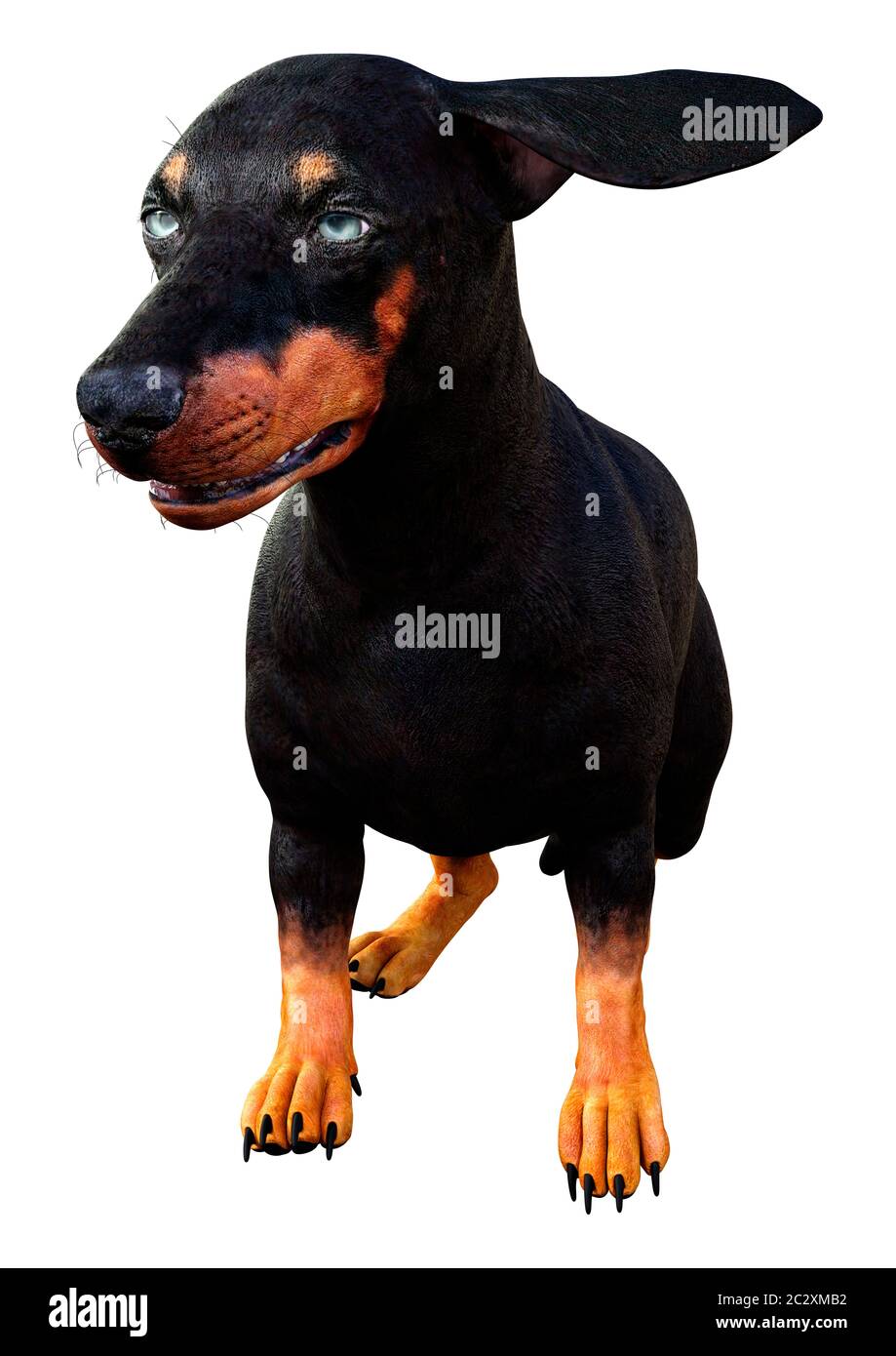 3D rendering of a dachshund or badger dog or sausage dog isolated on ...