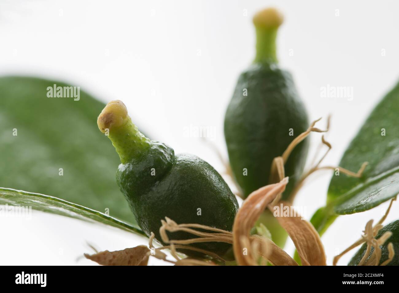 Plant embryo hi-res stock photography and images - Alamy