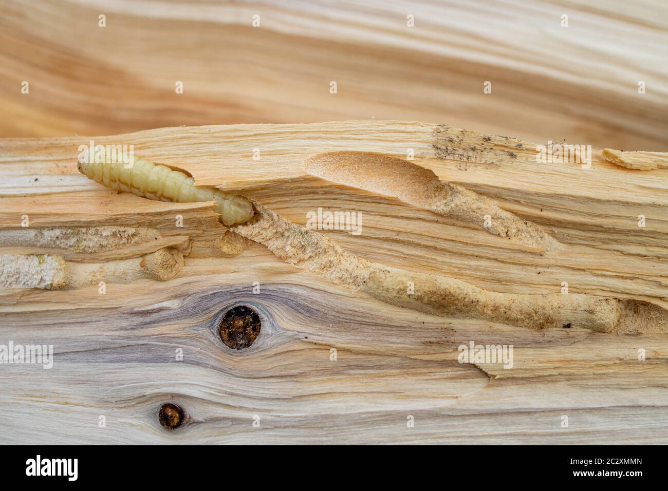 Beetle larva wood hi-res stock photography and images - Alamy