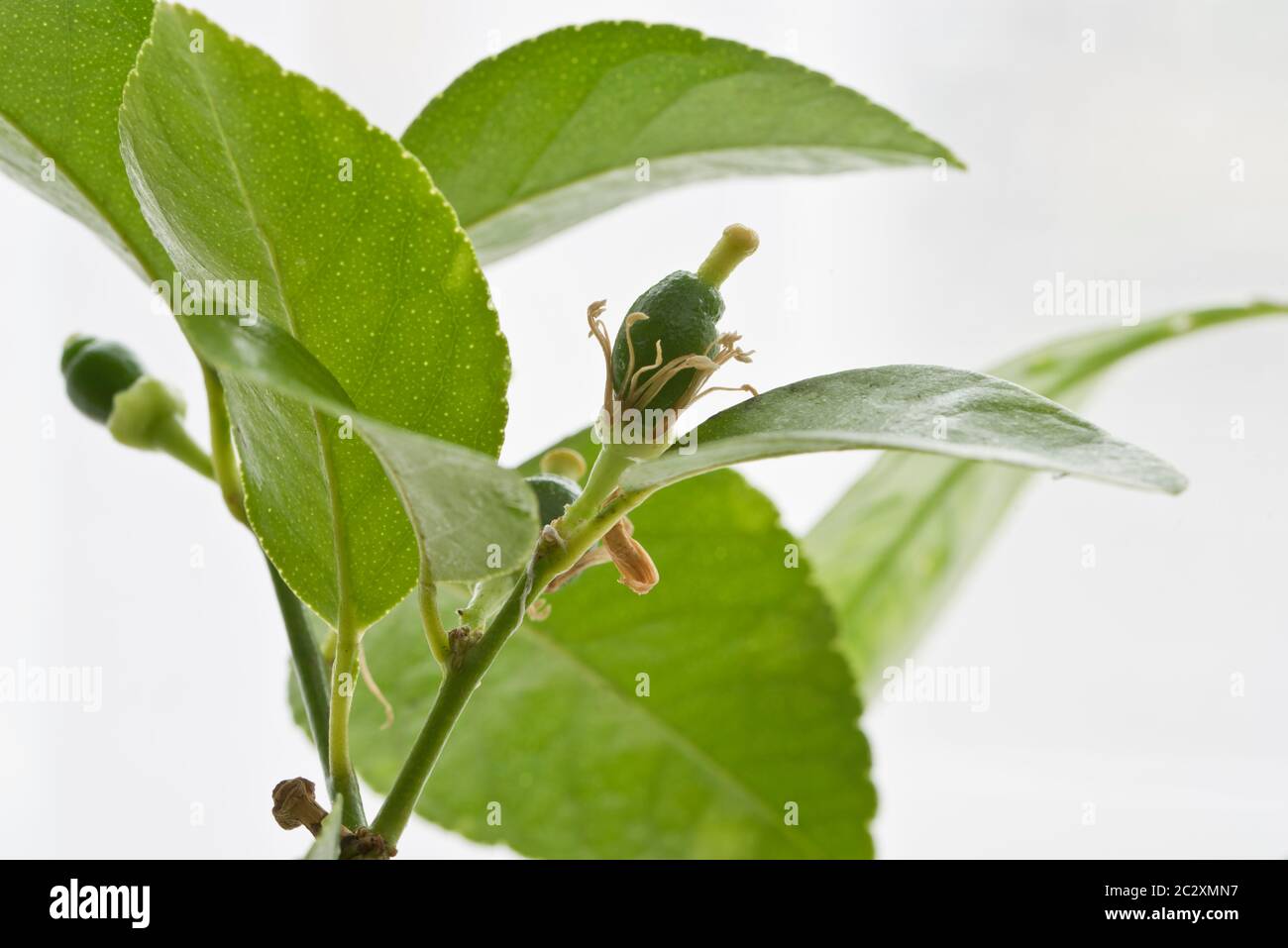 Plant embryo hi-res stock photography and images - Alamy