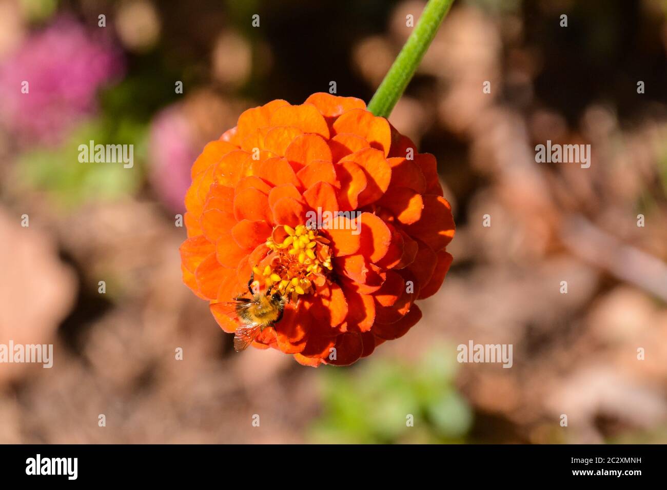Photo Picture of Beautiful Blooming Flower Background Stock Photo - Alamy