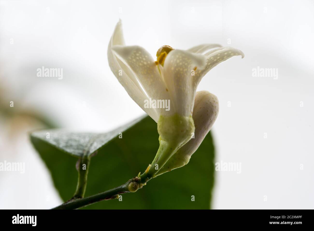 Lemon Tree Flowers High Resolution Stock Photography and Images - Alamy
