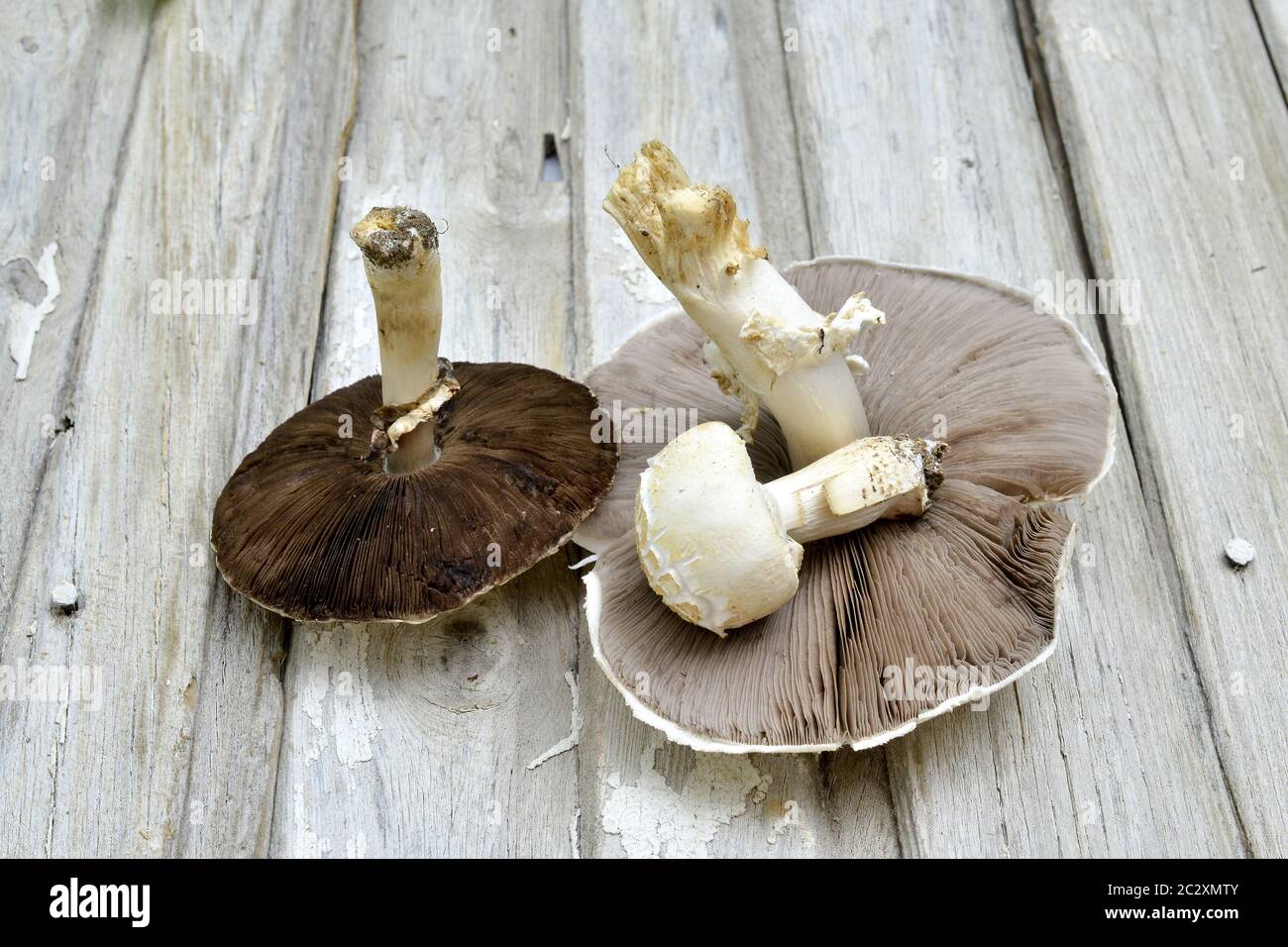 Agrocybe praecox, Spring Fieldcap mushroom image in studio Stock Photo ...