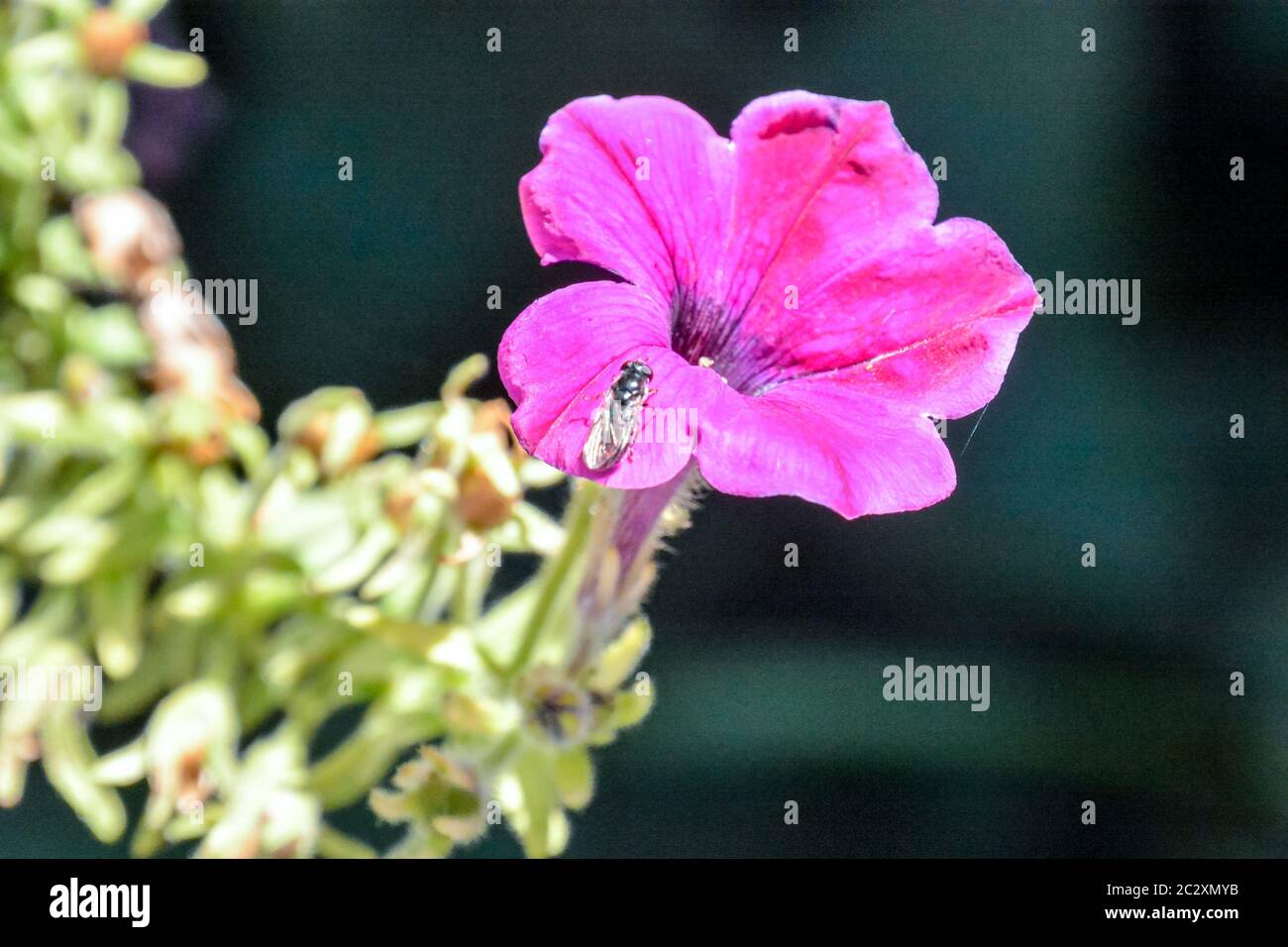 Photo Picture of Beautiful Blooming Flower Background Stock Photo - Alamy