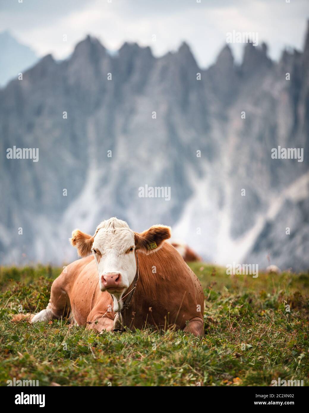 Laying in a field hi-res stock photography and images - Alamy