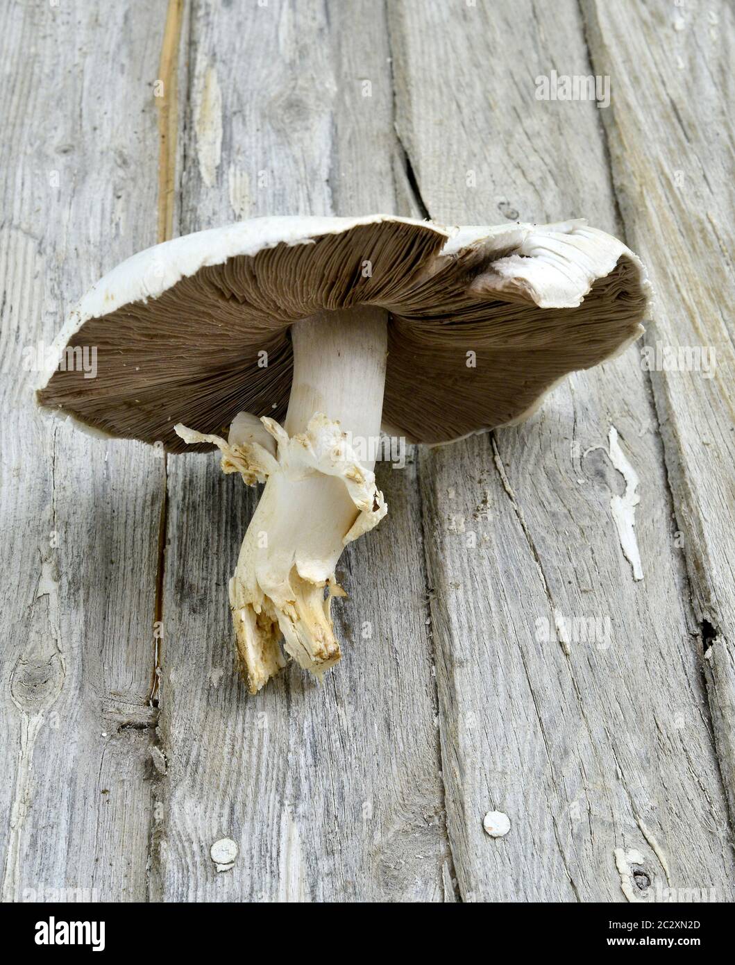 Agrocybe praecox, Spring Fieldcap mushroom image in studio Stock Photo ...