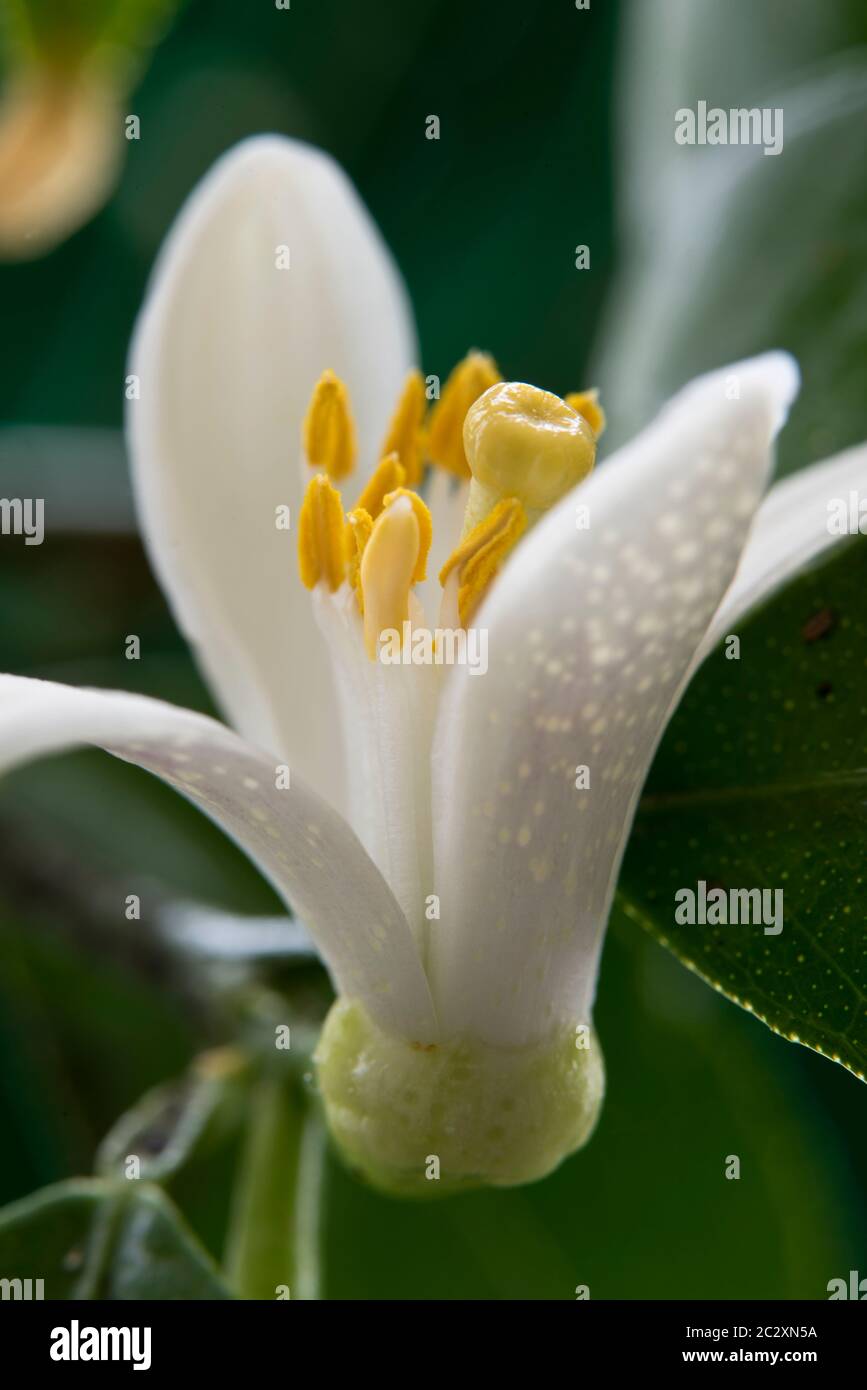 Lemon Tree Flowers High Resolution Stock Photography and Images - Alamy