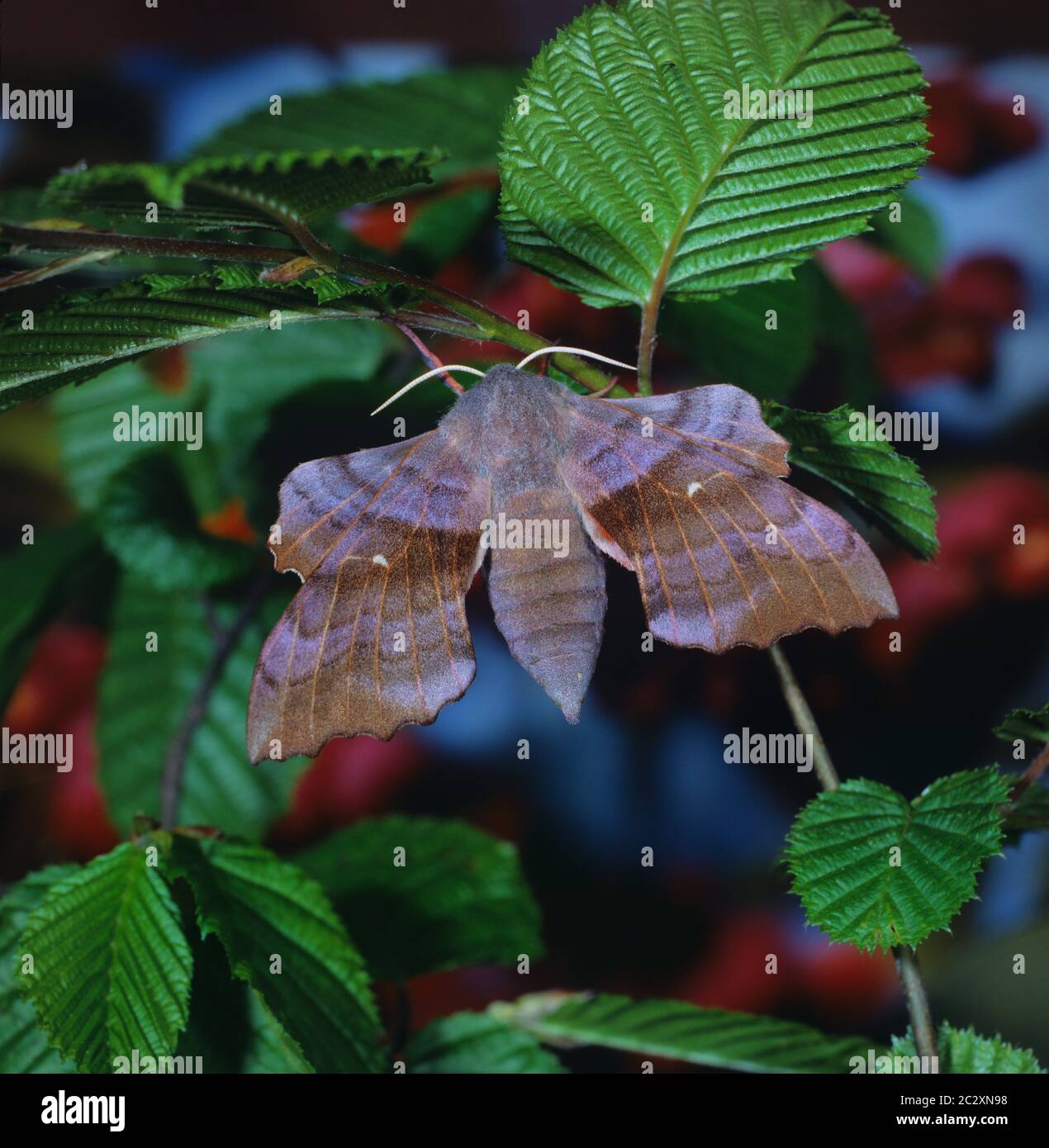 Female hawk moth hi-res stock photography and images - Alamy
