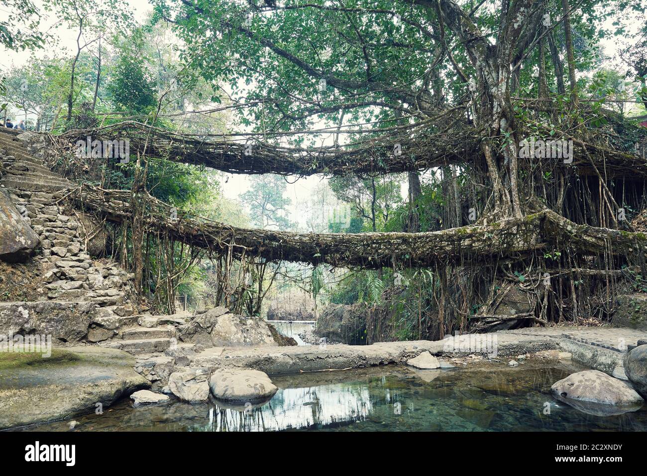 Living Root Bridge in Cherrapunjee, Meghalaya, India Stock Photo - Alamy