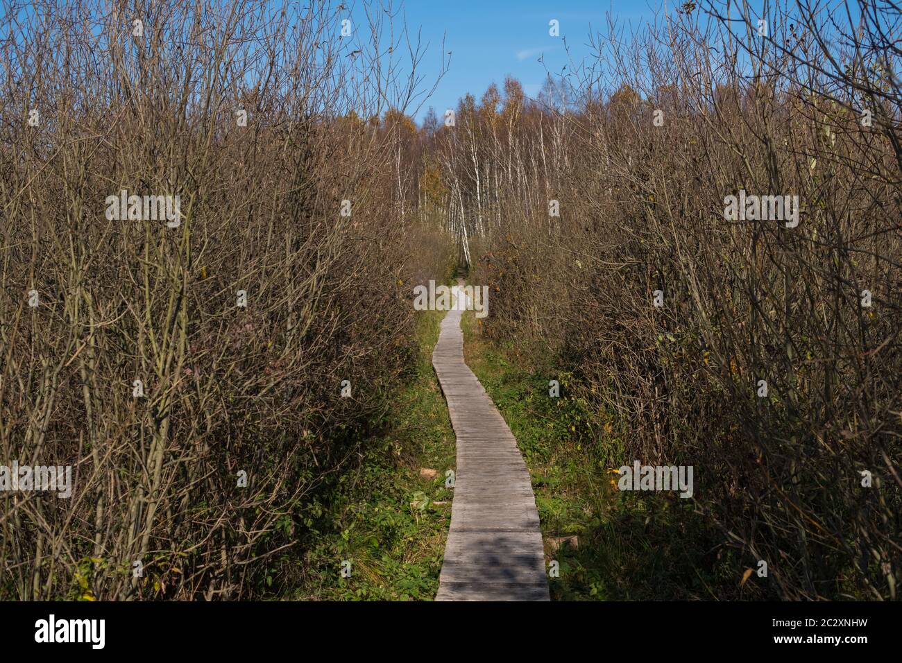 wooden path through a marsh terrain with trees growing on both sides ...