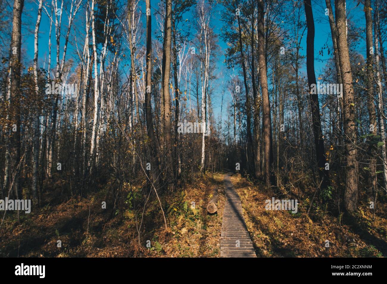 wooden path through a marsh terrain with trees growing on both sides ...