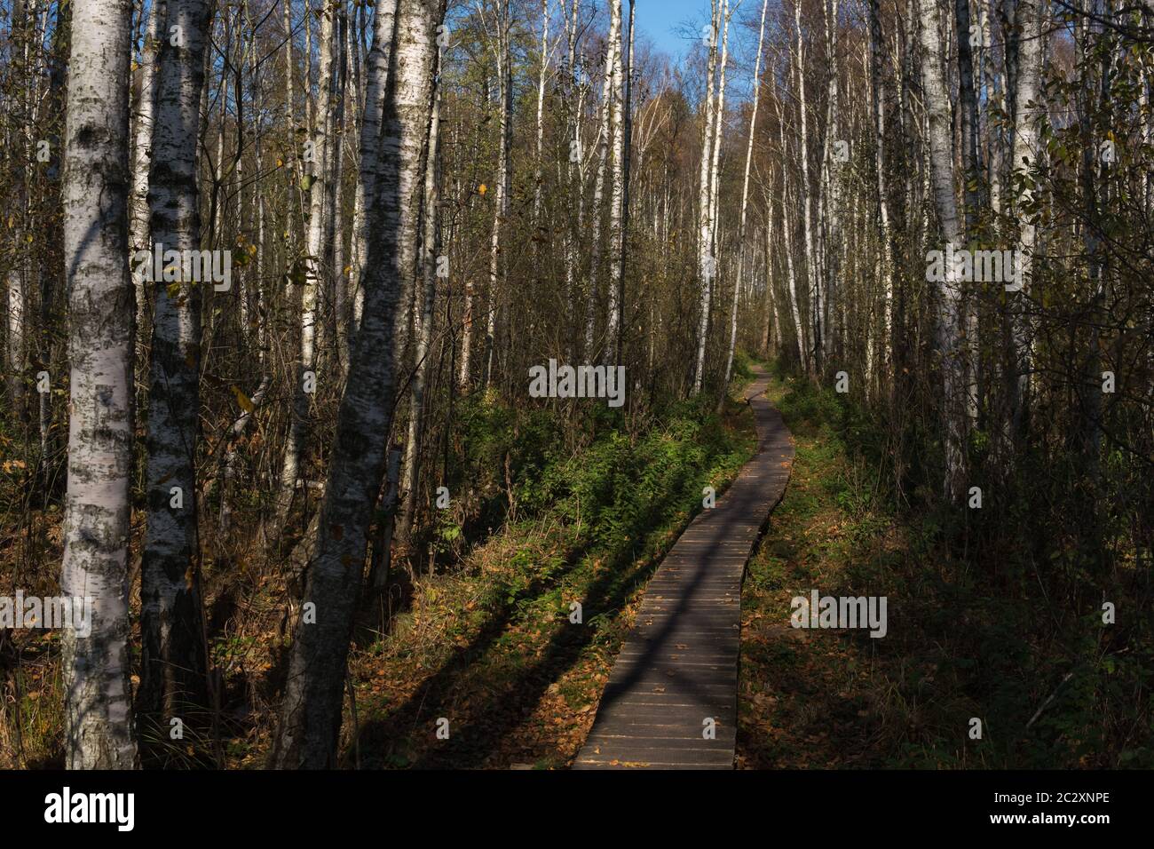 wooden path through a marsh terrain with trees growing on both sides ...