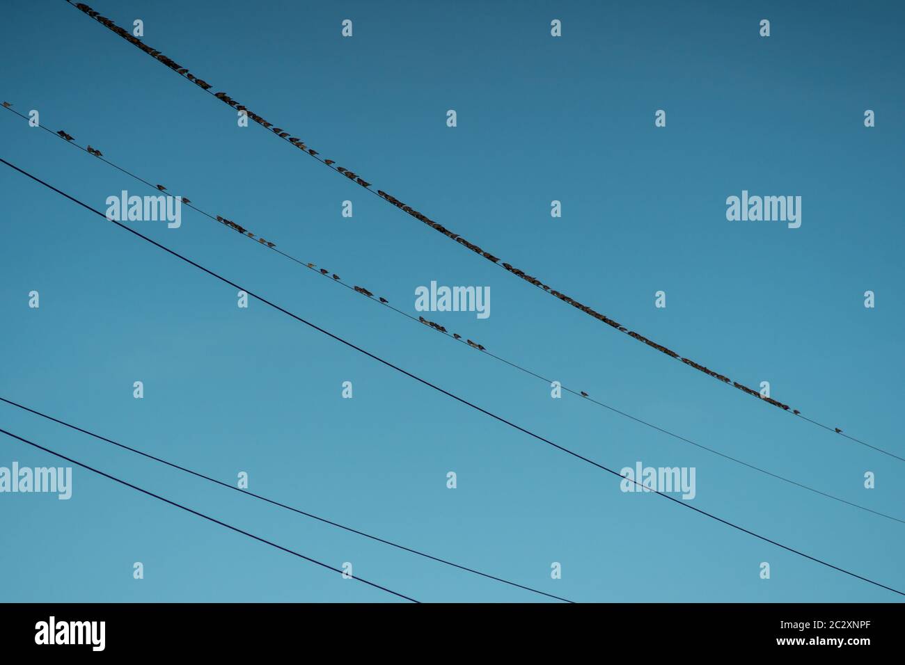 birds sitting on cables of power lines over sky Stock Photo - Alamy