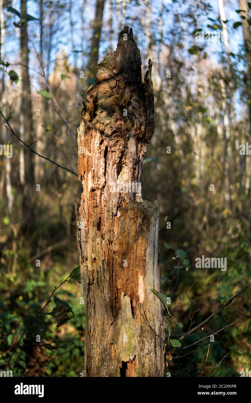 Inside a rotten tree hi-res stock photography and images - Alamy