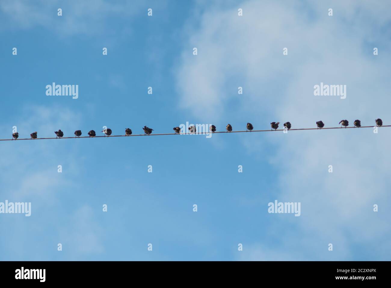 birds sitting on cables of power lines over sky Stock Photo - Alamy