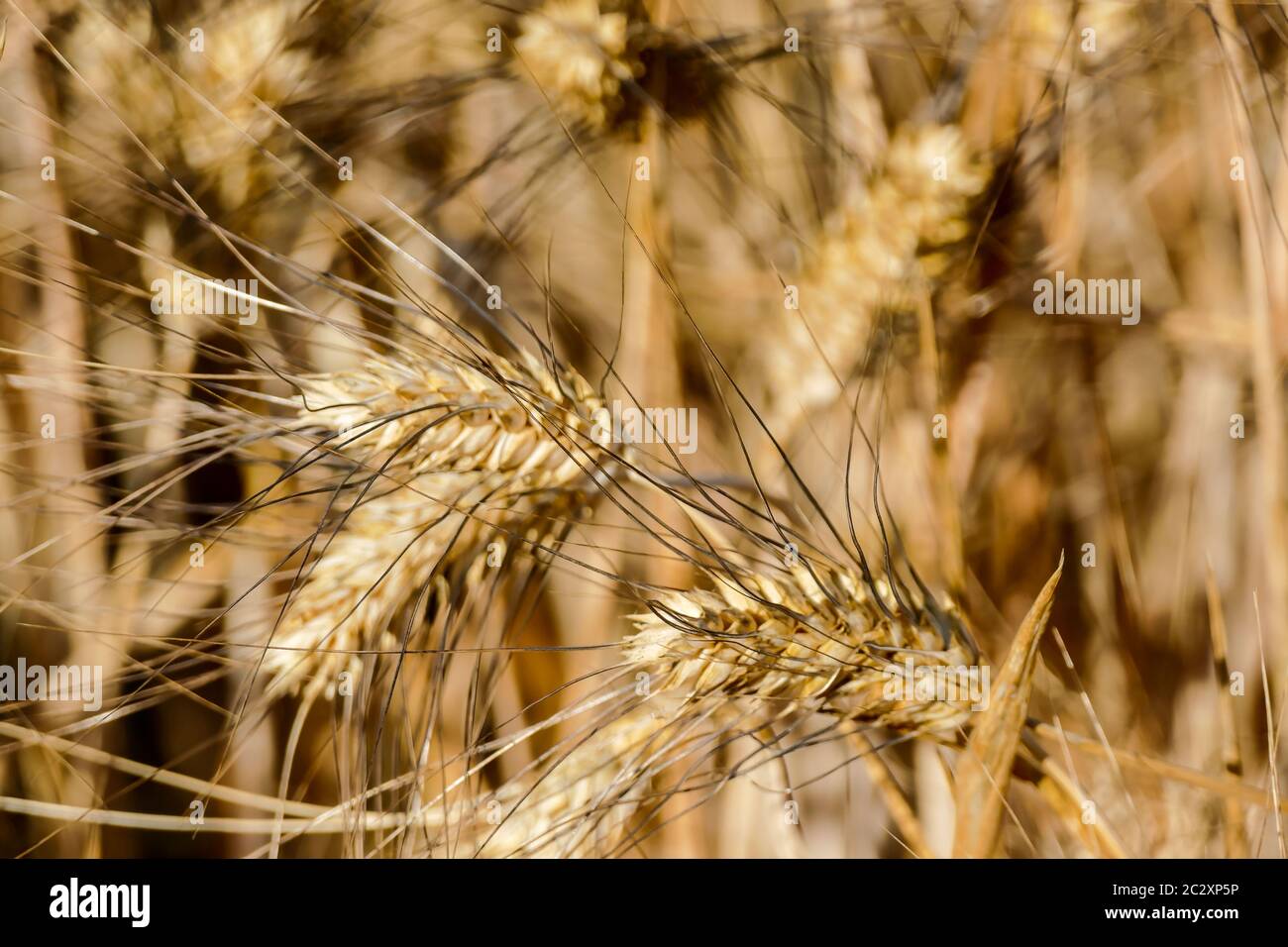 Photo Picture View of Cultivated Field in the countryside Stock Photo ...