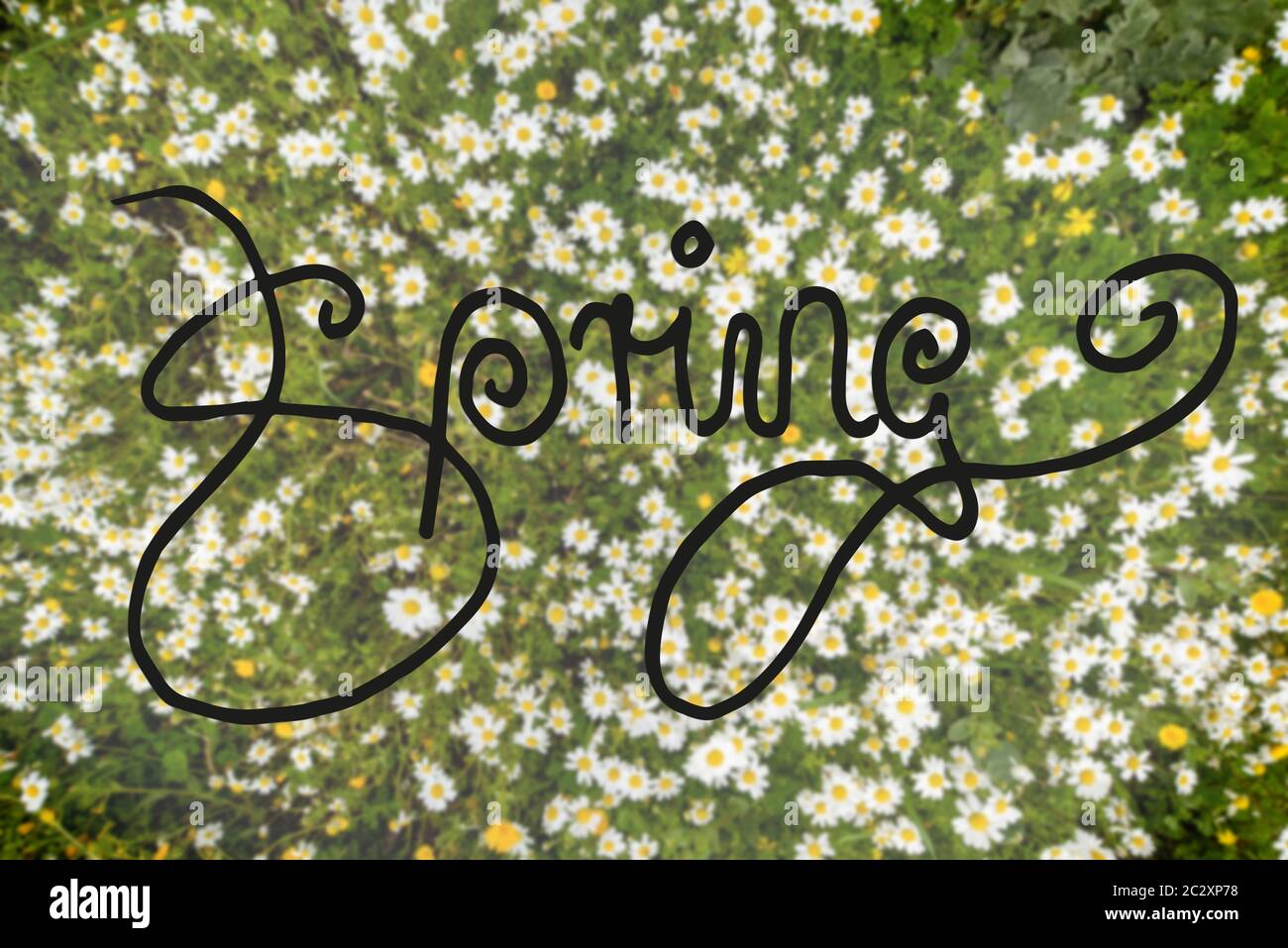 English Calligraphy Spring. Top View Of Daisy Flower Meadow In Spring ...