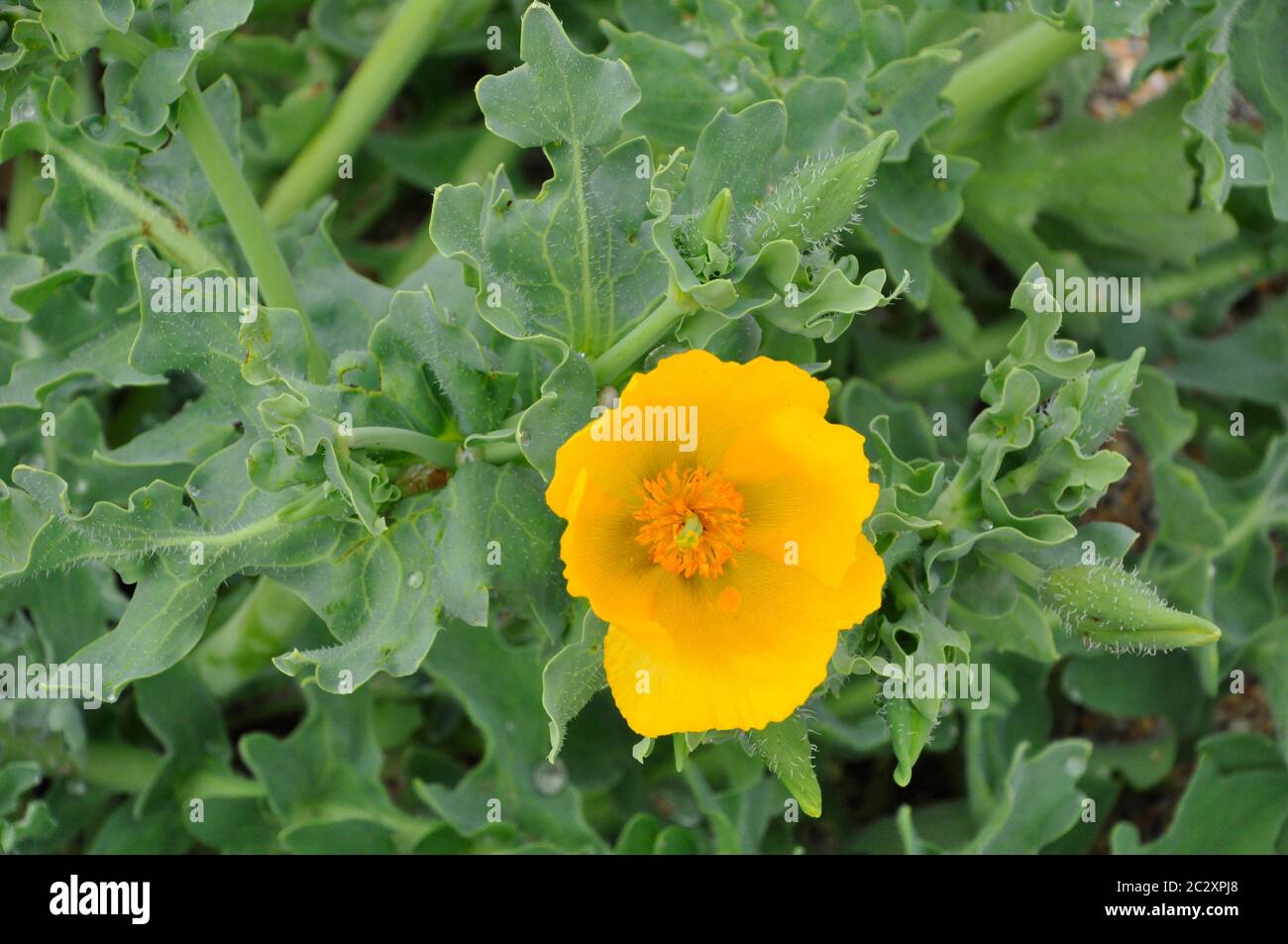 Poppy leaves hi-res stock photography and images - Alamy