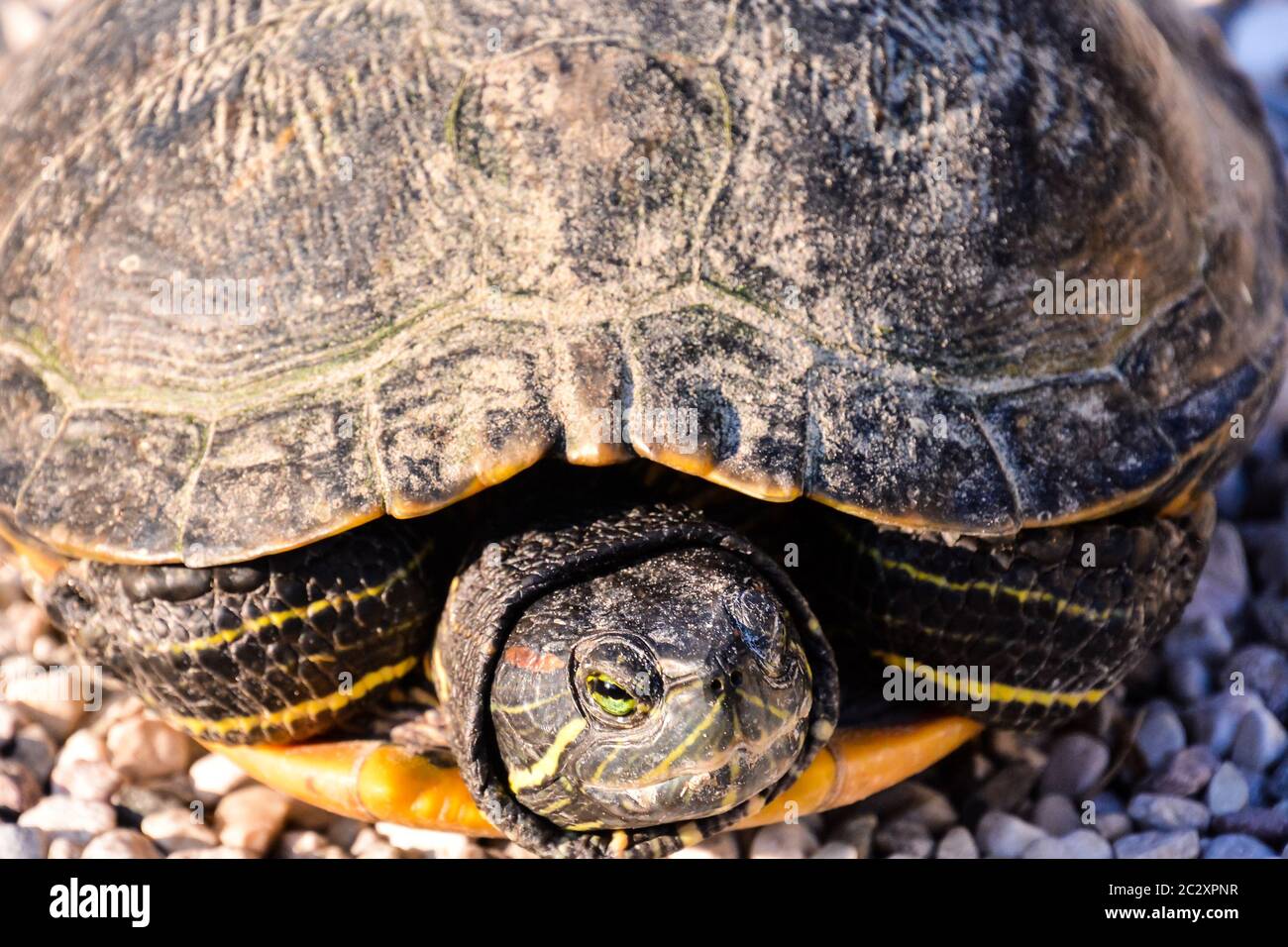 Photo Picture of Red Eared Terrapin Trachemys Scripta Elegans Tortoise ...