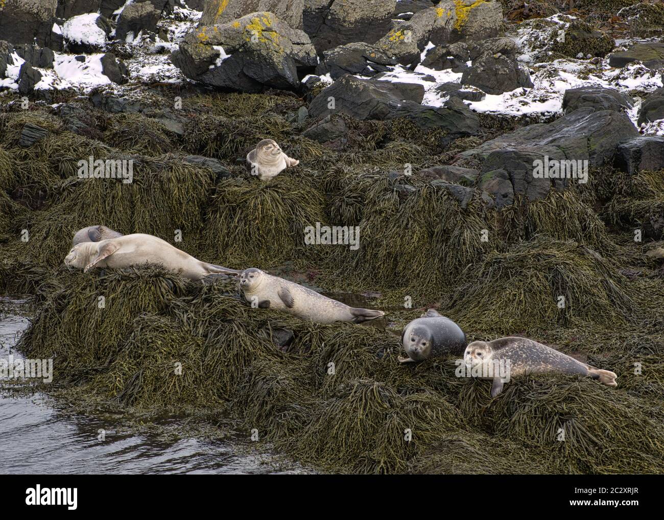 Iceland seals on shore hi-res stock photography and images - Alamy