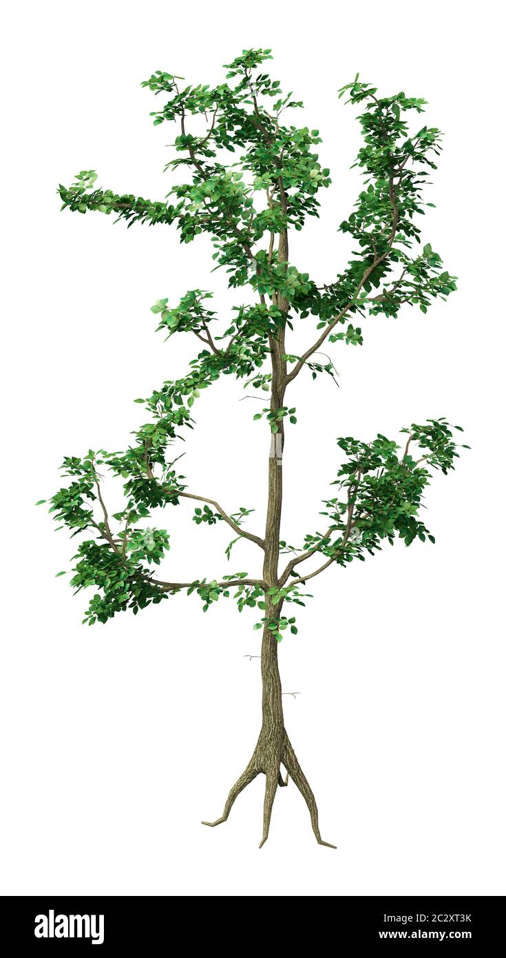 3D rendering of a young green elm tree isolated on white background ...