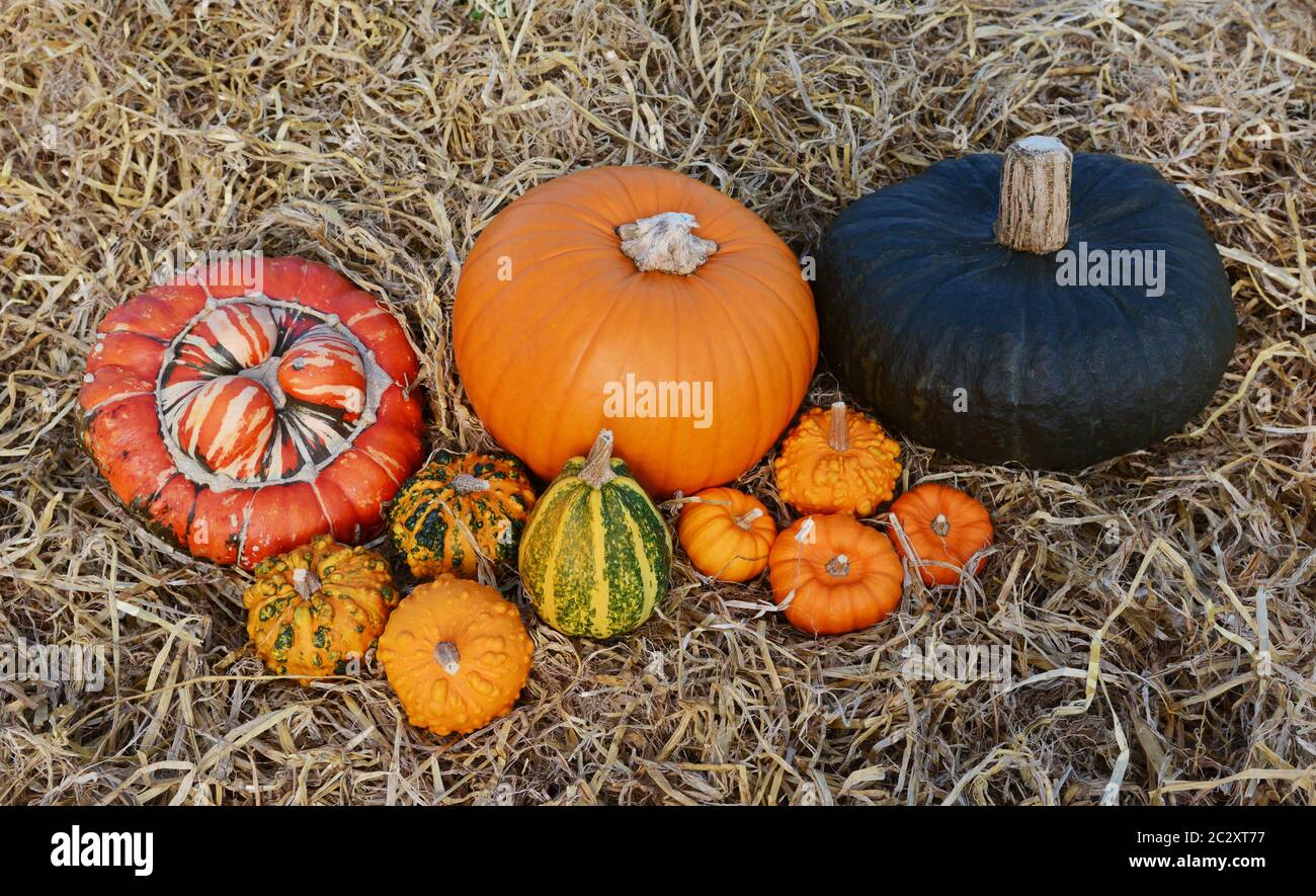 Orange warted gourds hi-res stock photography and images - Alamy