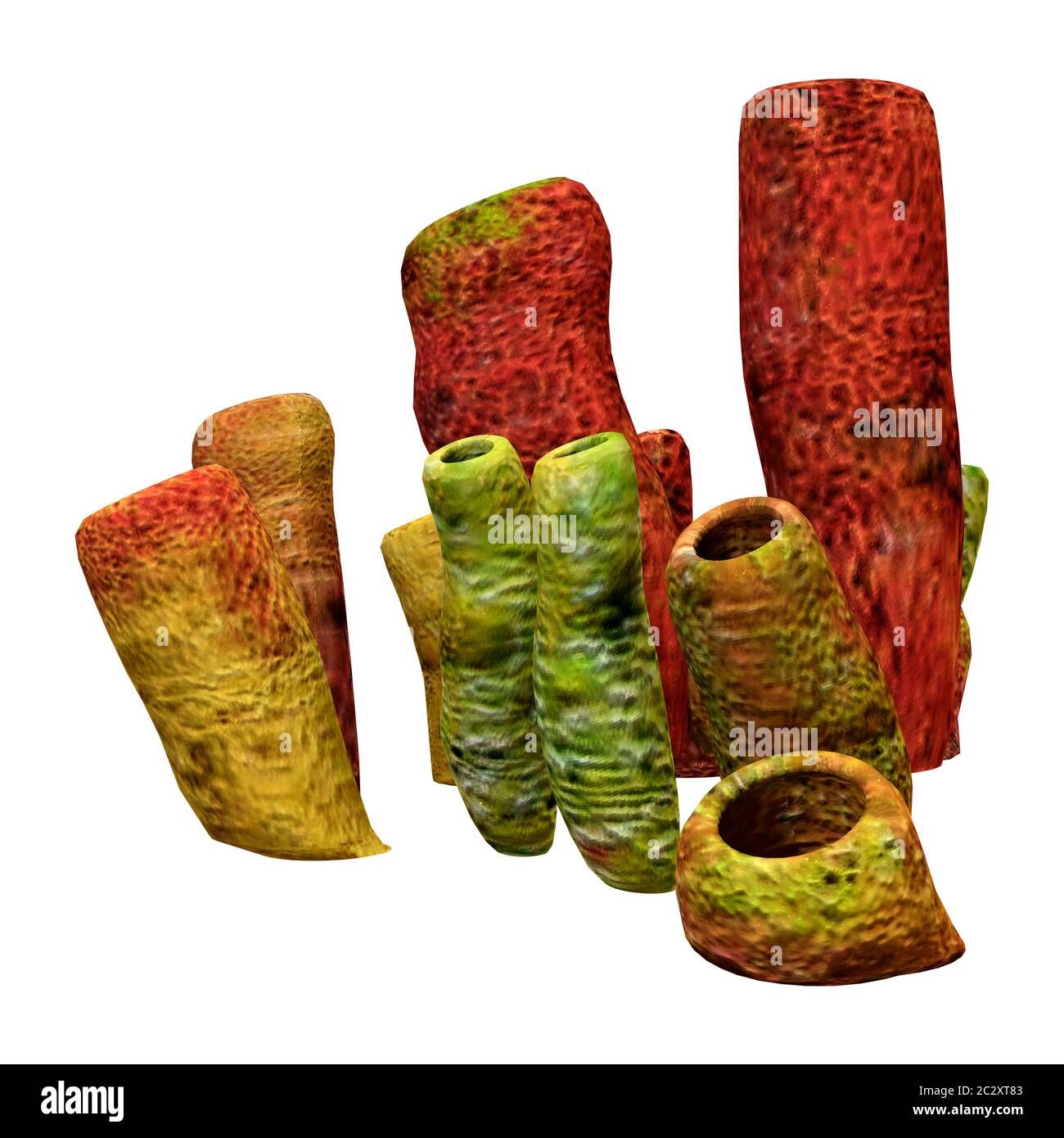 3D rendering of sea tubes sponge isolated on white background Stock ...