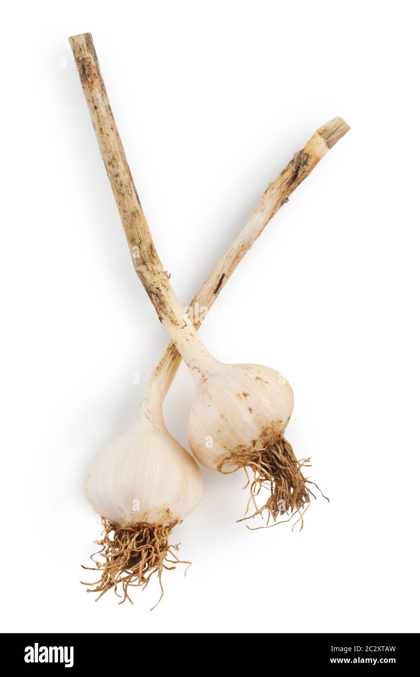 Cut a dug Cut Out Stock Images & Pictures - Alamy