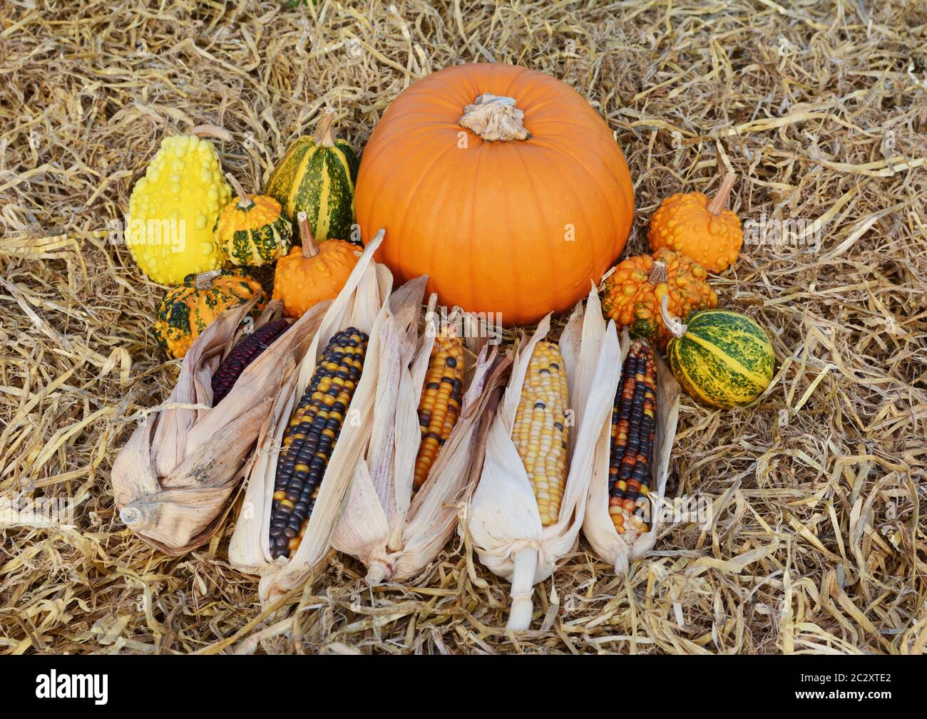 Ripe pumpkin surrounded by ornamental gourds and multi-coloured Indian ...