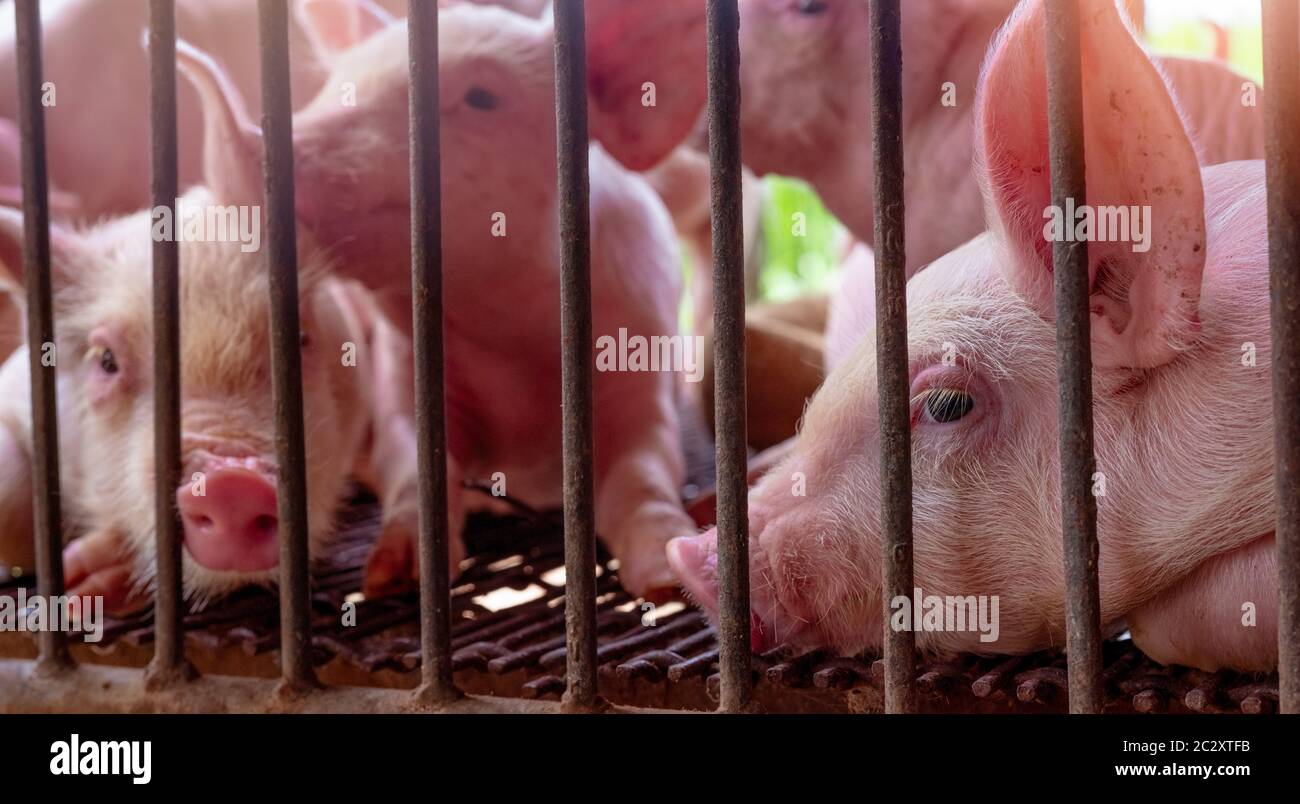 Cute piglet in farm. Sad and healthy small pig. Livestock farming. Meat ...