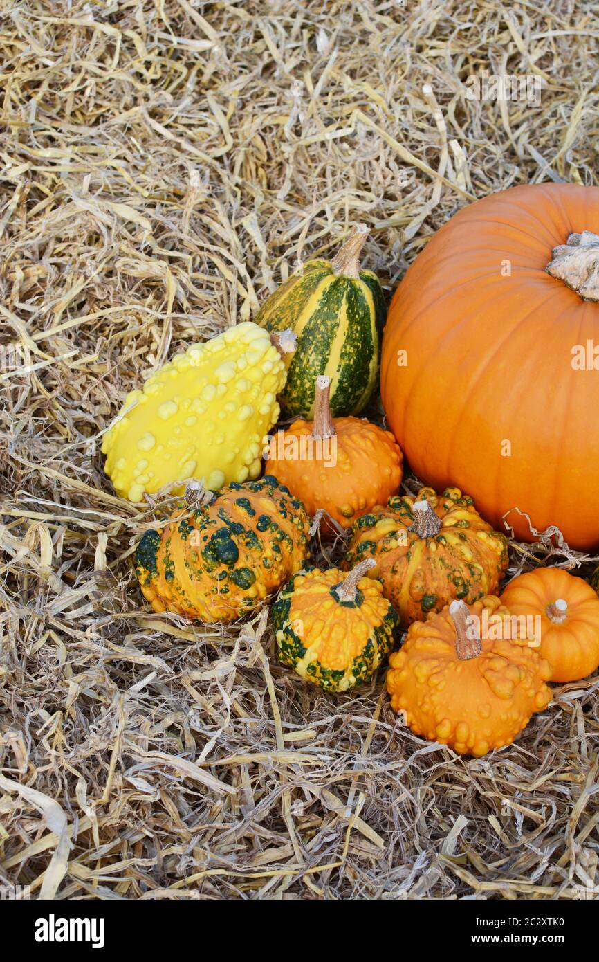 Ornamental warted gourds - green, yellow and orange - around a large ...