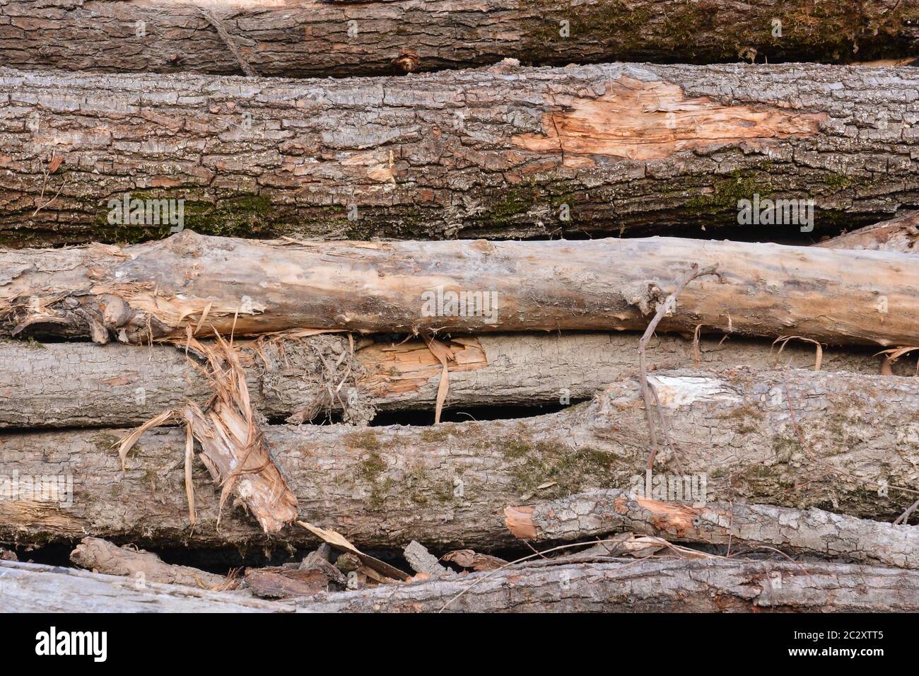 Photo Picture of the Beautiful Wood Background Texture Stock Photo - Alamy
