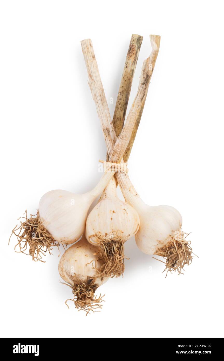 Cut a dug Cut Out Stock Images & Pictures - Alamy