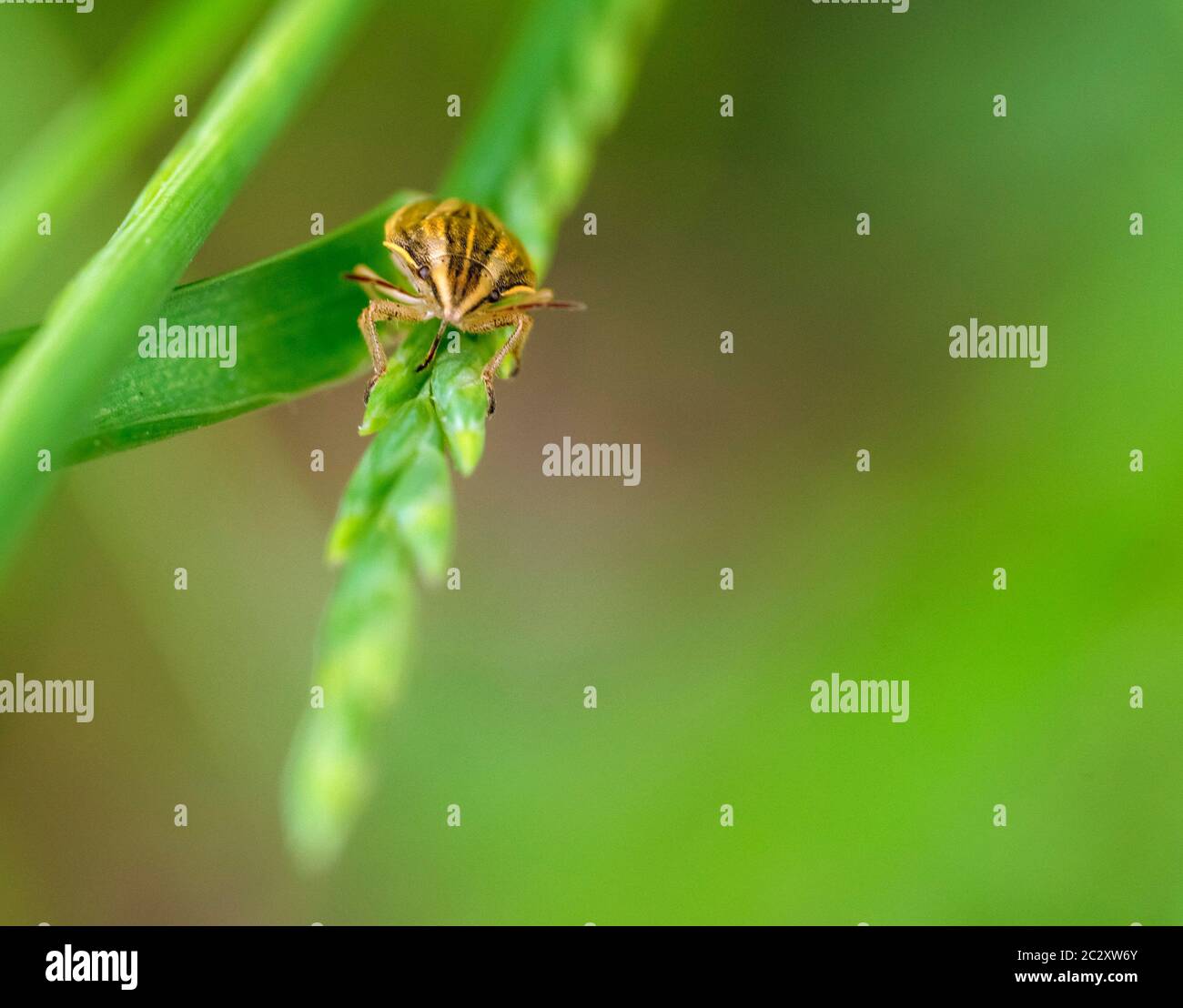 frontal shot of a beetle om a plant stipe Stock Photo - Alamy