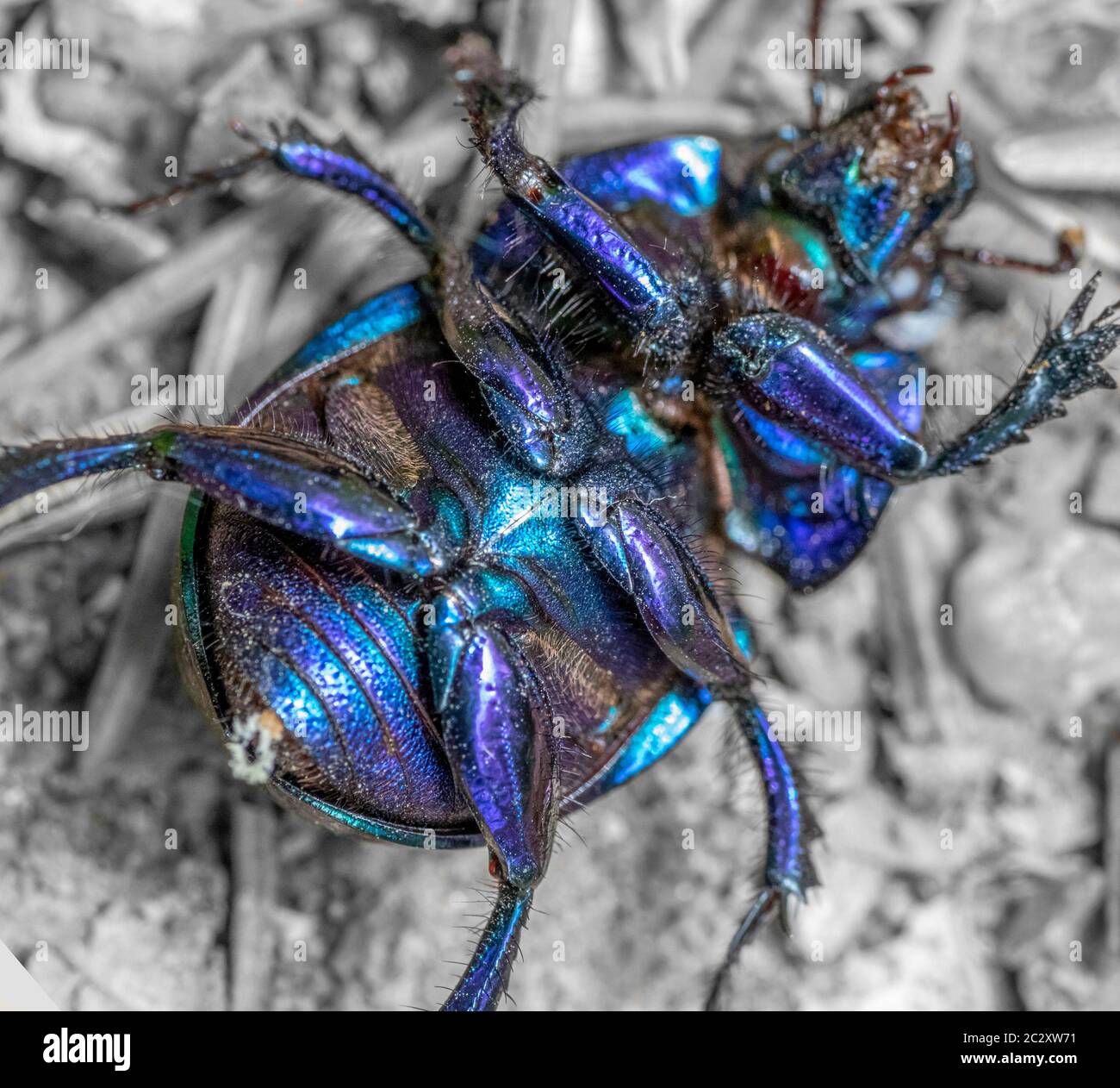 colorful supine dung beetle closeup in grey ambiance Stock Photo - Alamy