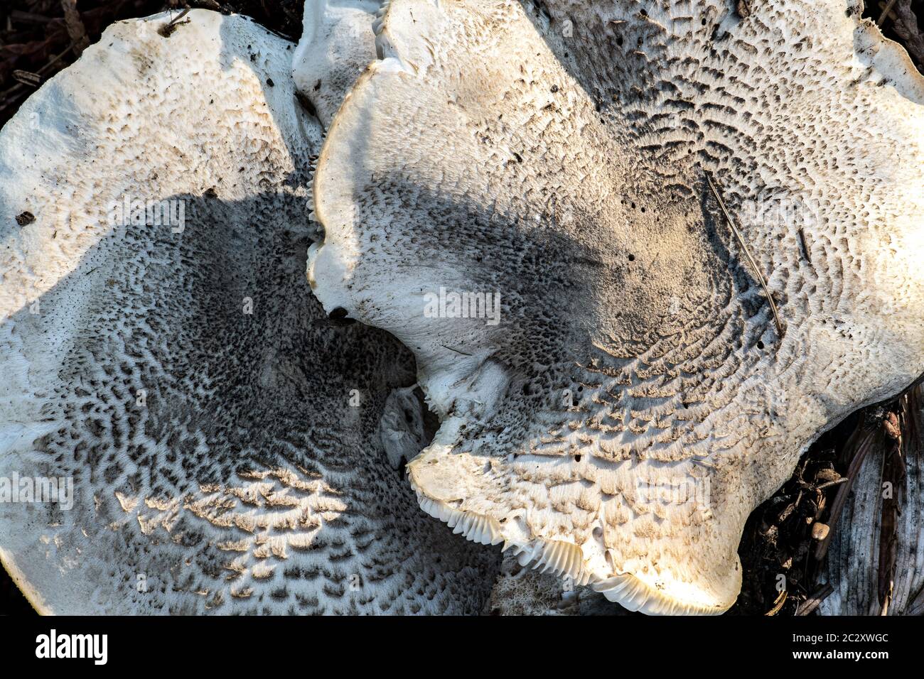 White Dapperling High Resolution Stock Photography and Images - Alamy