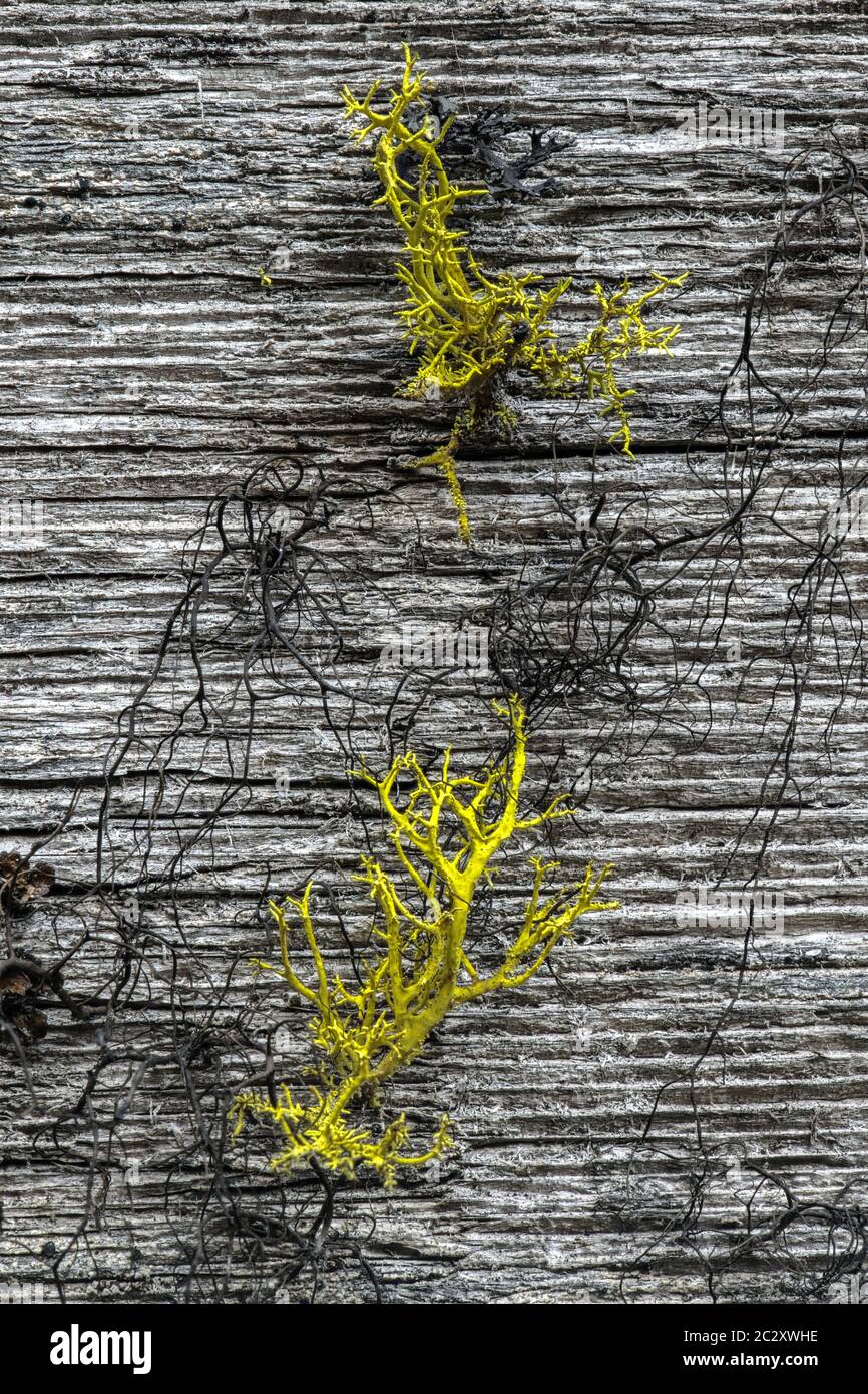 Bryoria hi-res stock photography and images - Alamy