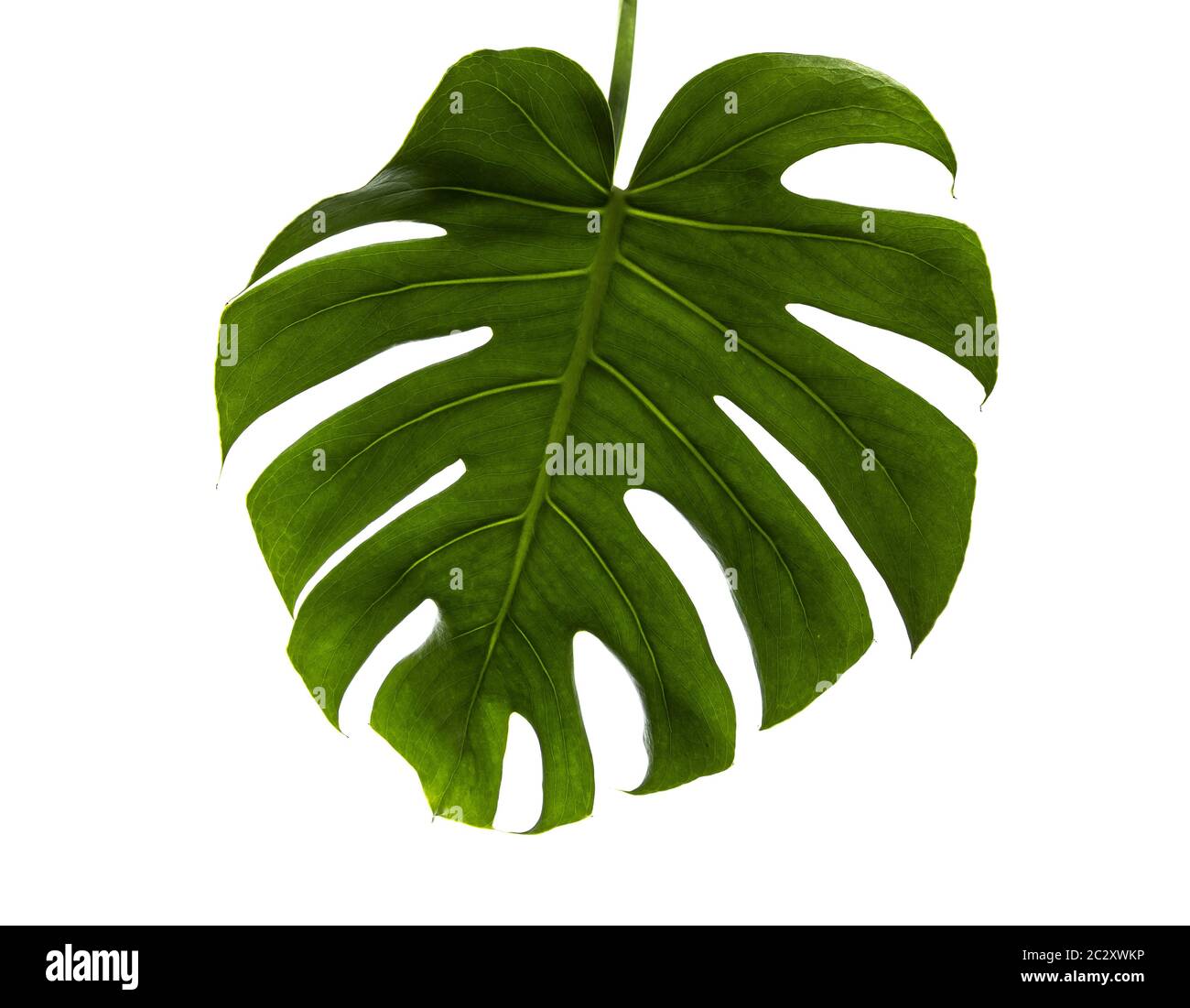 Monstera leaves on dark Cut Out Stock Images & Pictures - Alamy