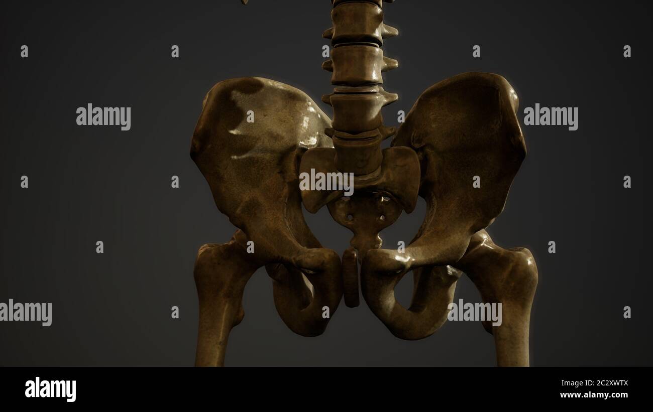 bones of the Human skeleton Stock Photo - Alamy